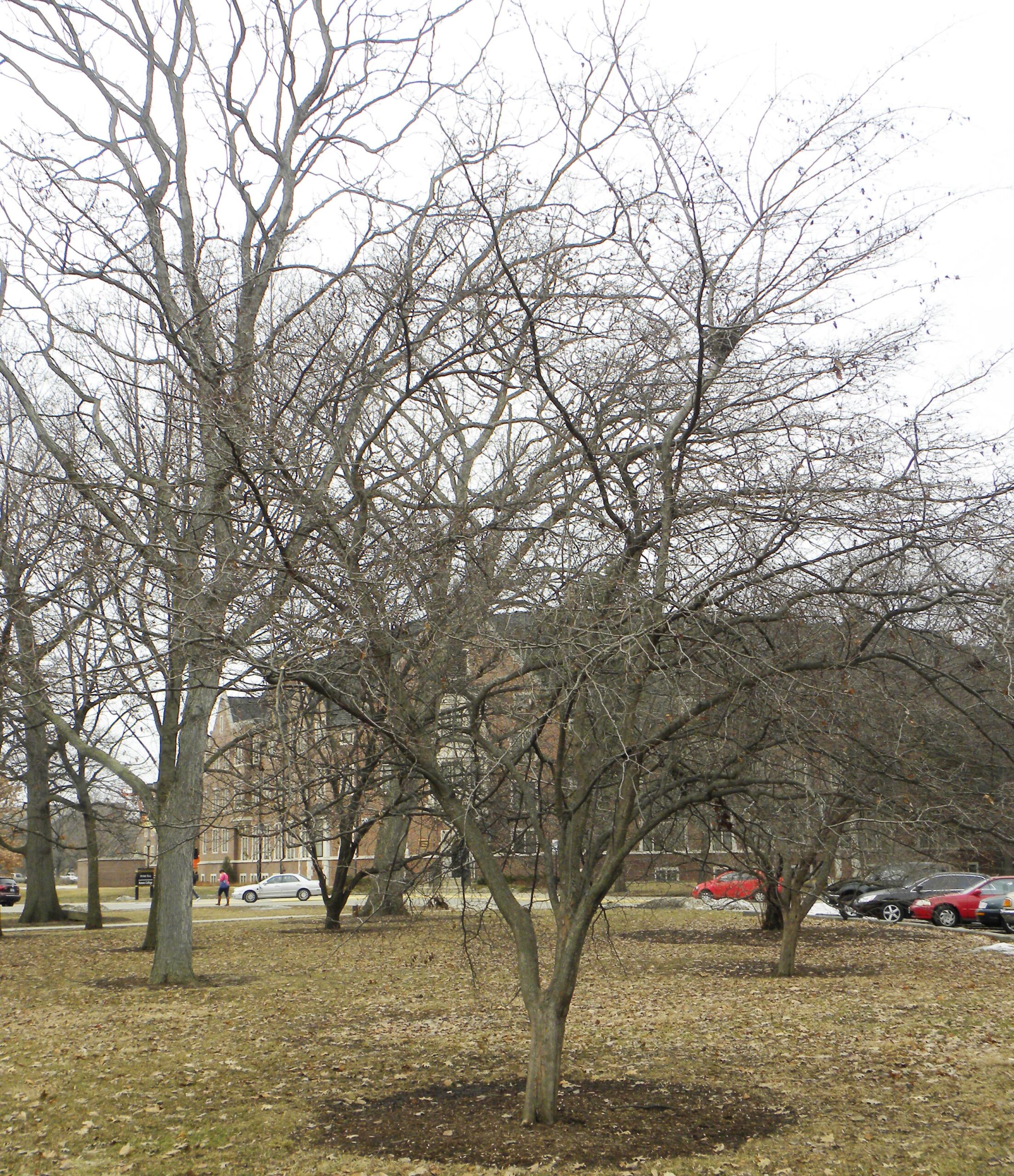 Crataegus viridis – Purdue Arboretum Explorer