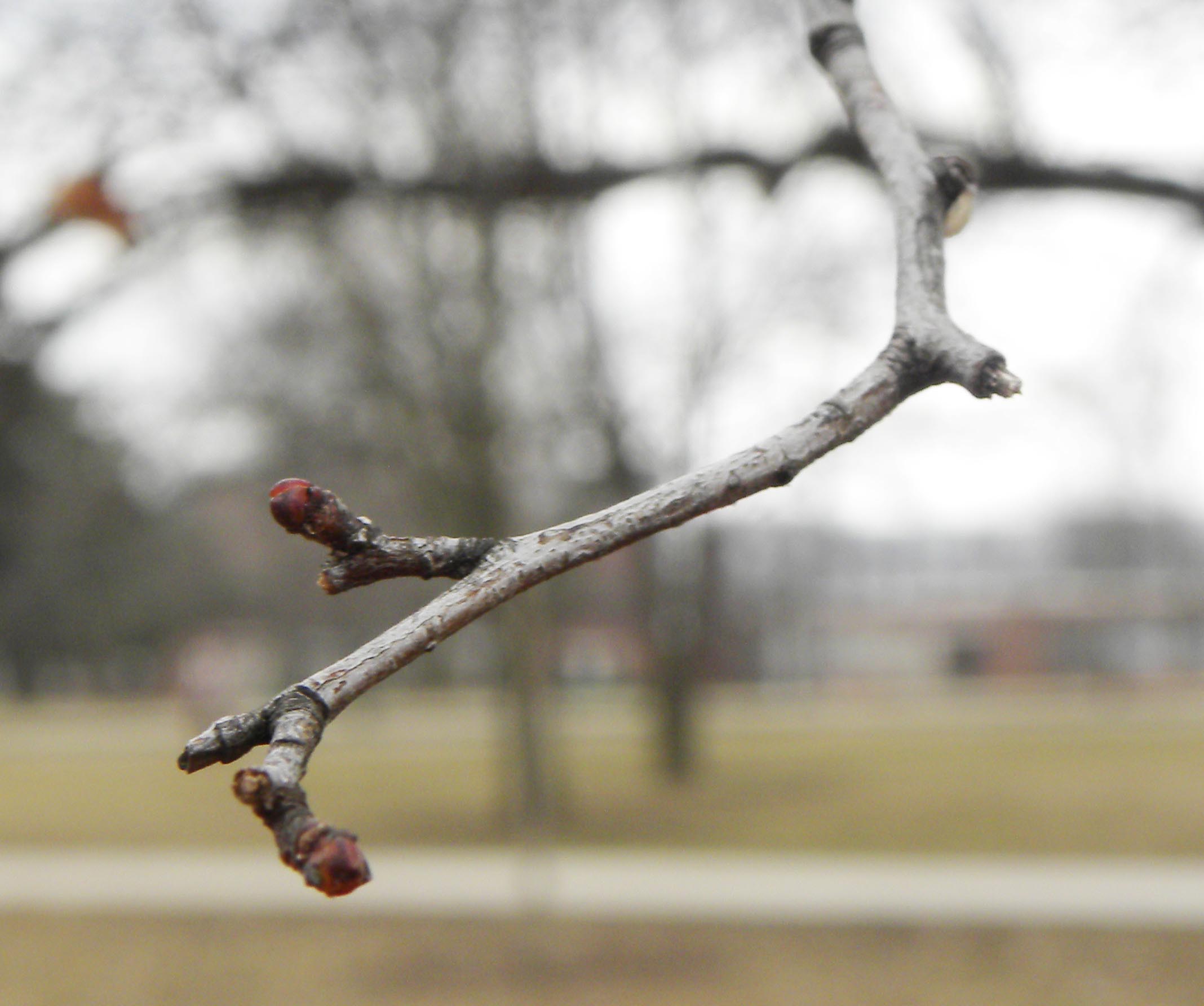 Crataegus viridis – Purdue Arboretum Explorer