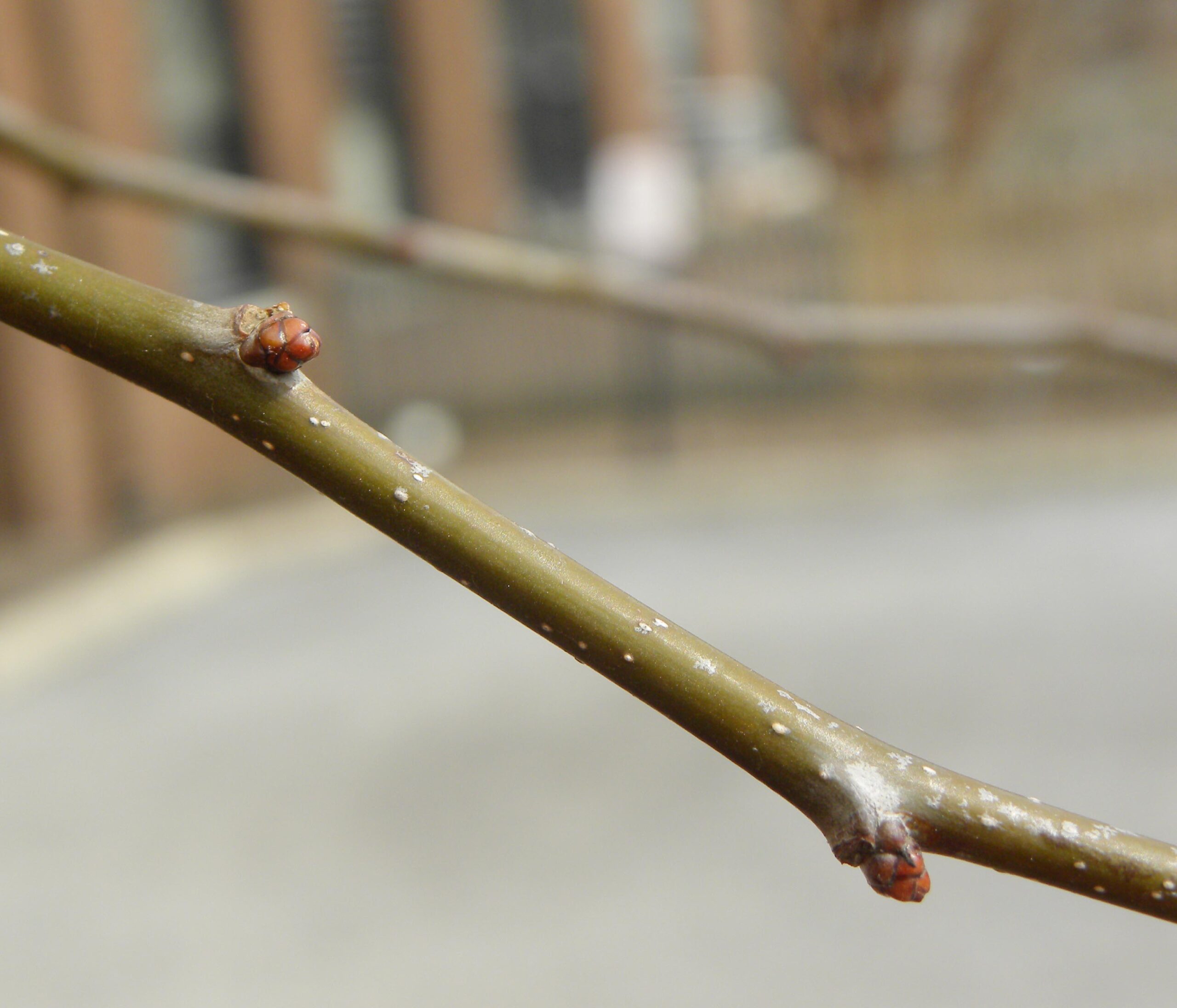 Crataegus viridis ‘Winter King’ – Purdue Arboretum Explorer