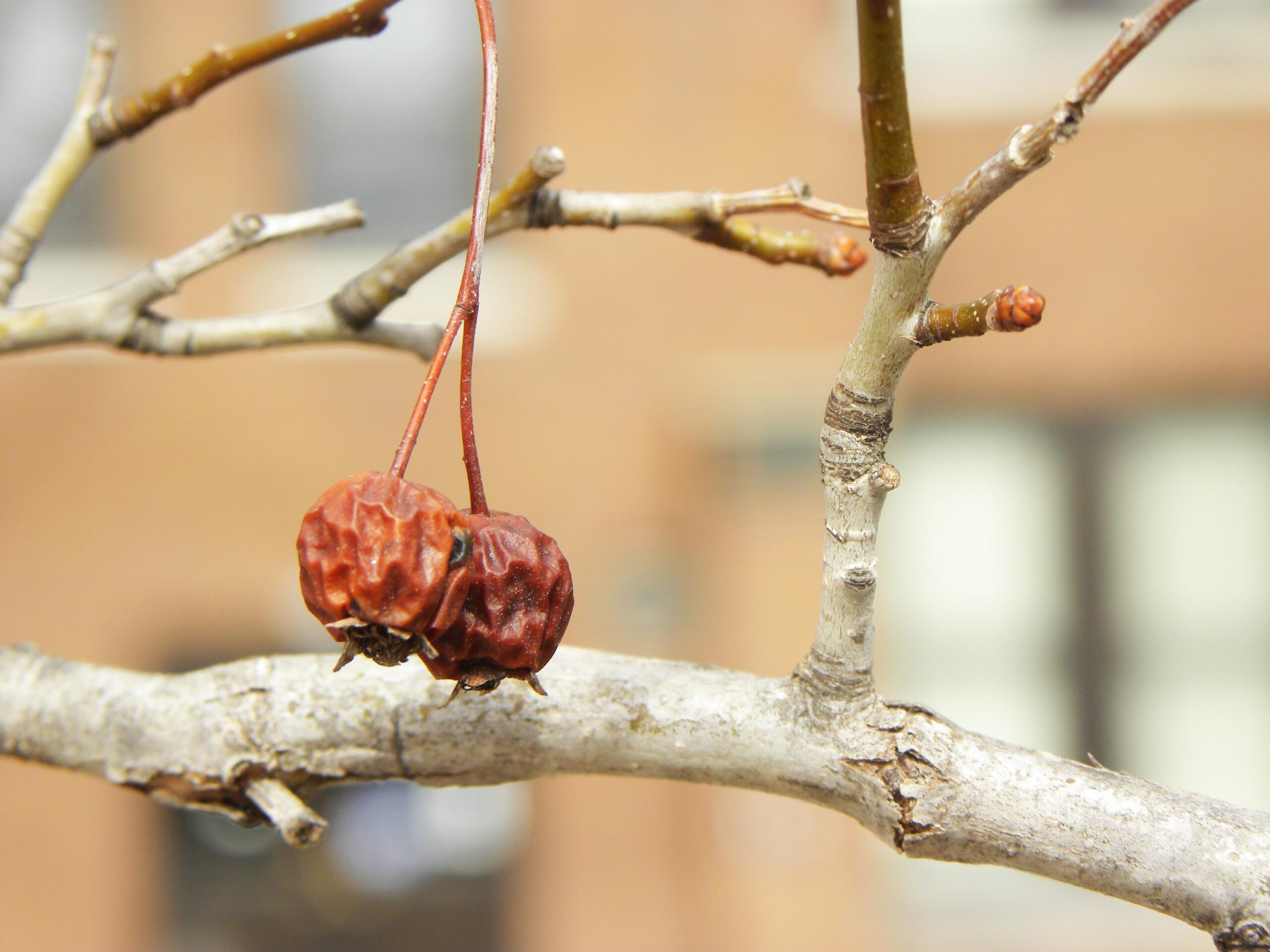 Crataegus viridis ‘Winter King’ – Purdue Arboretum Explorer
