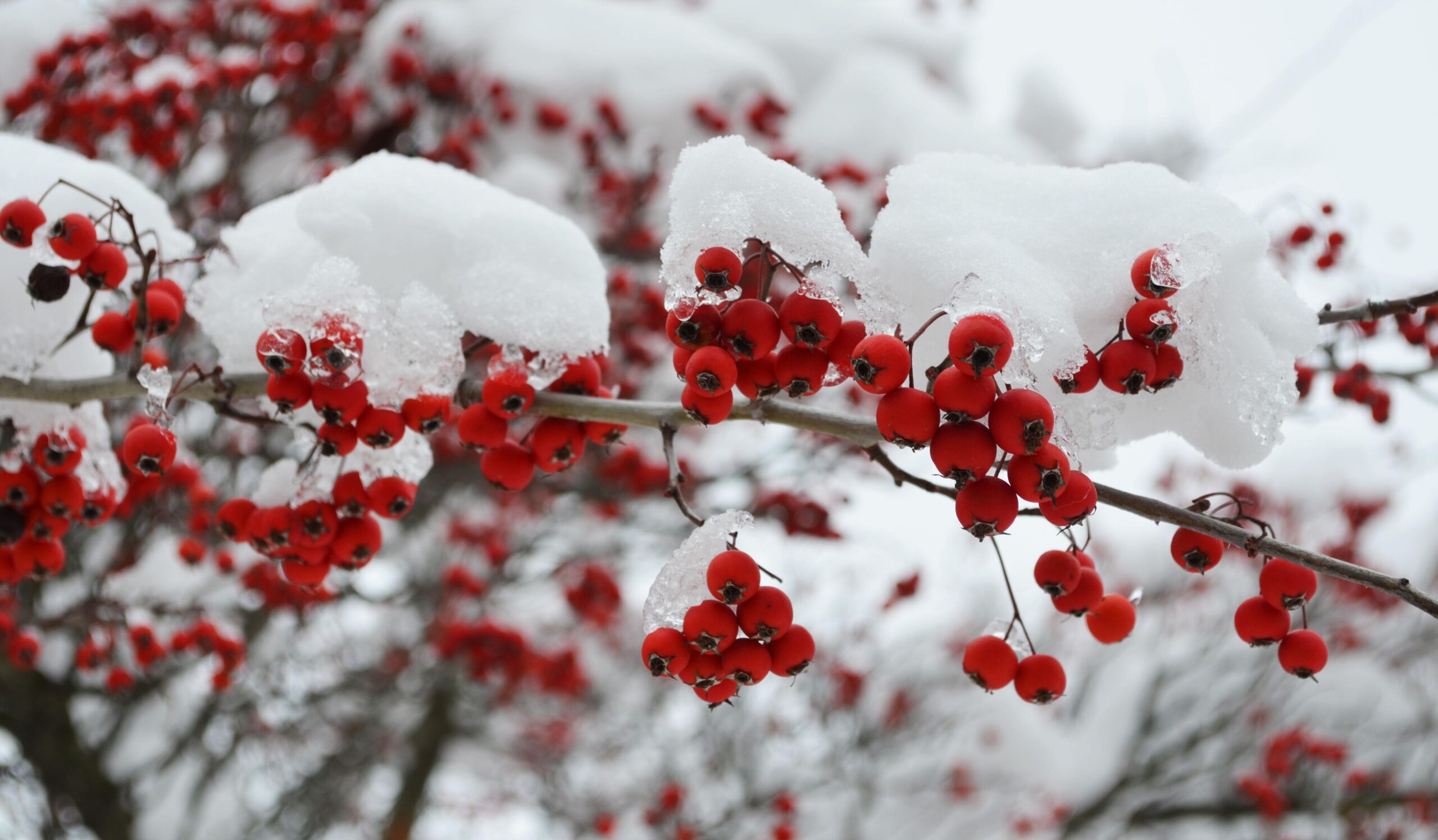 Crataegus viridis ‘Winter King’ – Purdue Arboretum Explorer