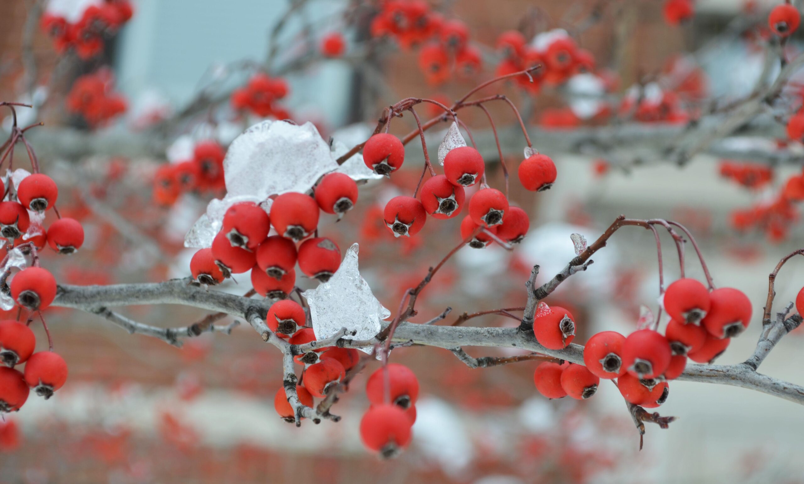 Crataegus viridis ‘Winter King’ – Purdue Arboretum Explorer