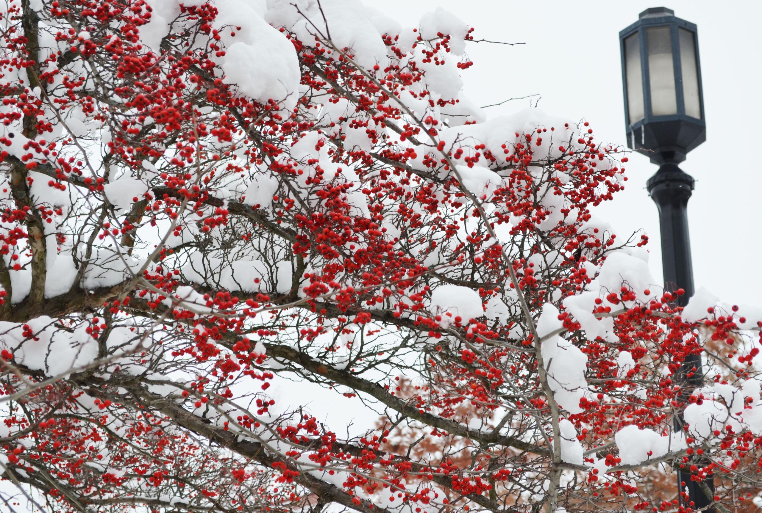Crataegus viridis ‘Winter King’ – Purdue Arboretum Explorer