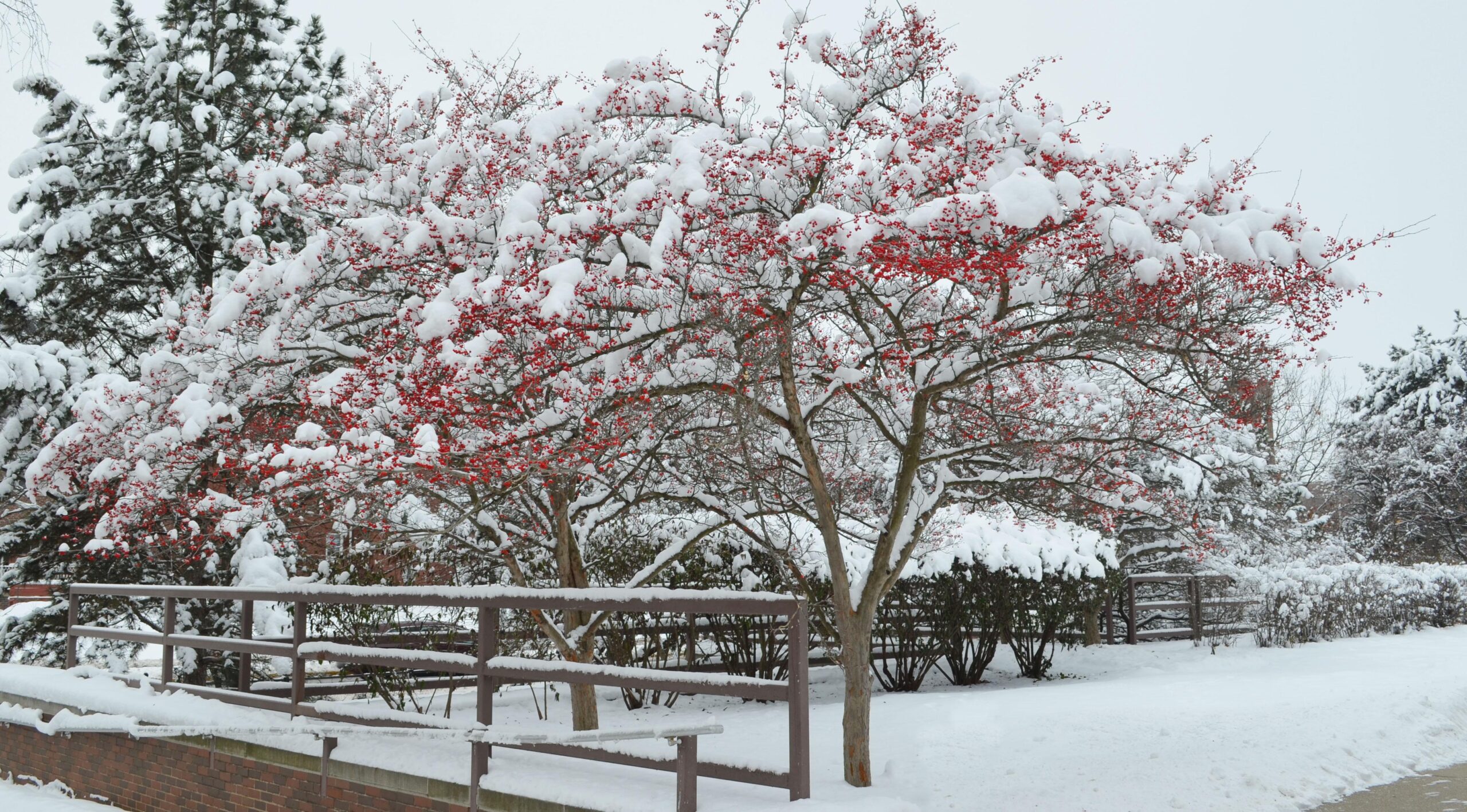 Crataegus viridis ‘Winter King’ – Purdue Arboretum Explorer