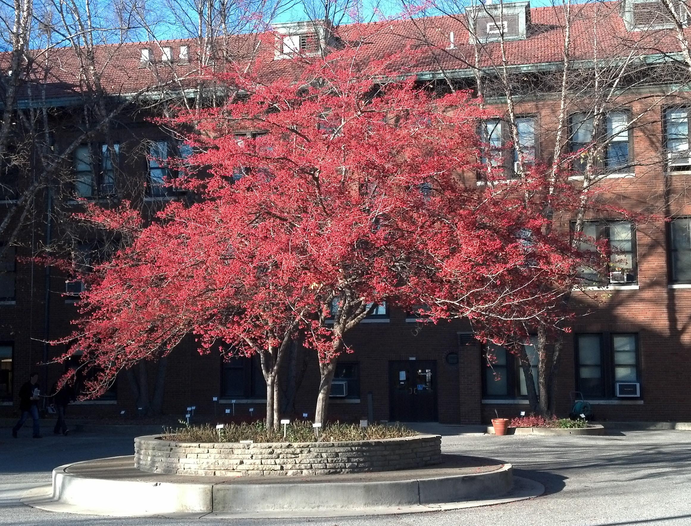 Crataegus viridis ‘Winter King’ – Purdue Arboretum Explorer