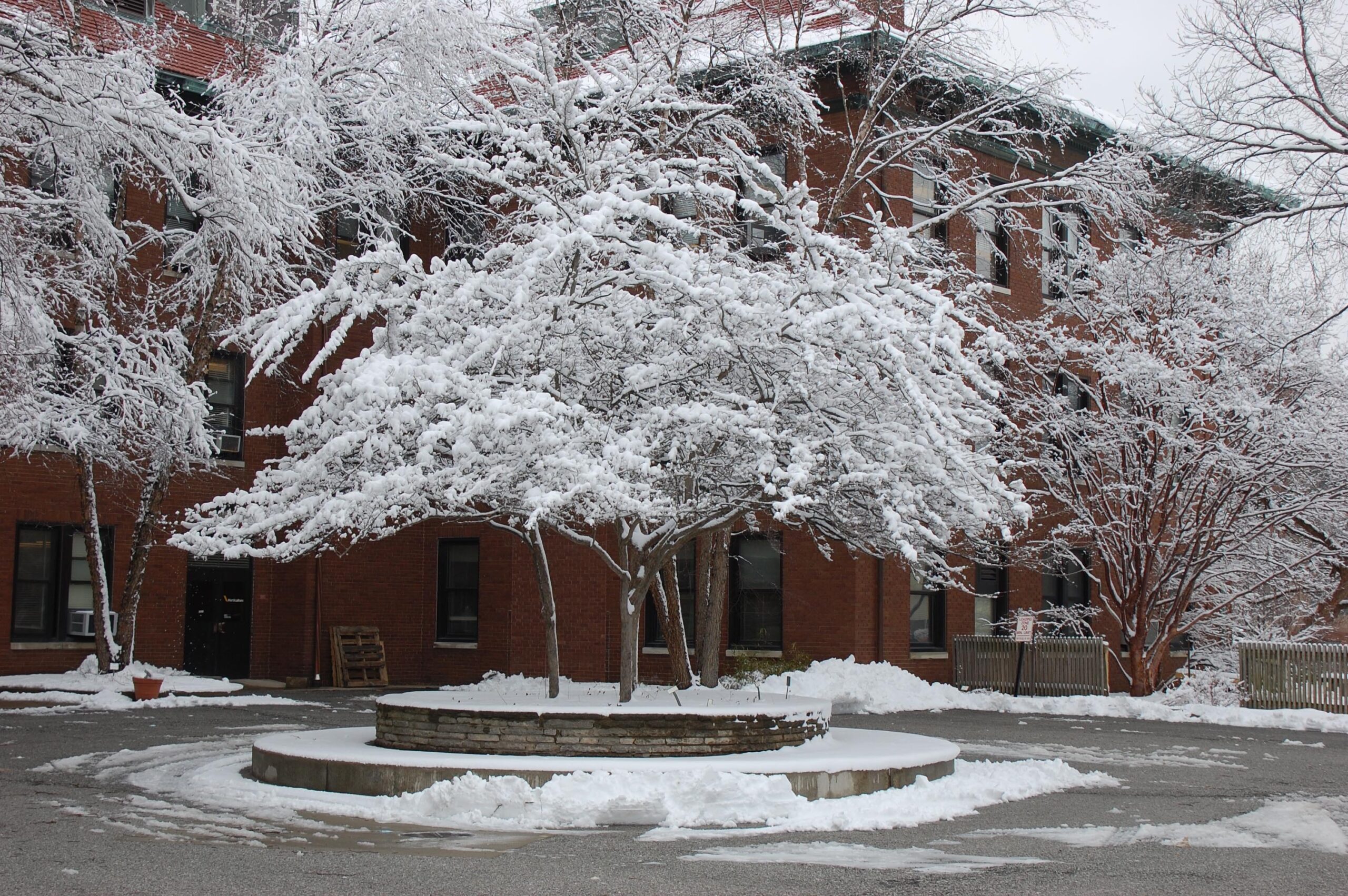 Crataegus viridis ‘Winter King’ – Purdue Arboretum Explorer