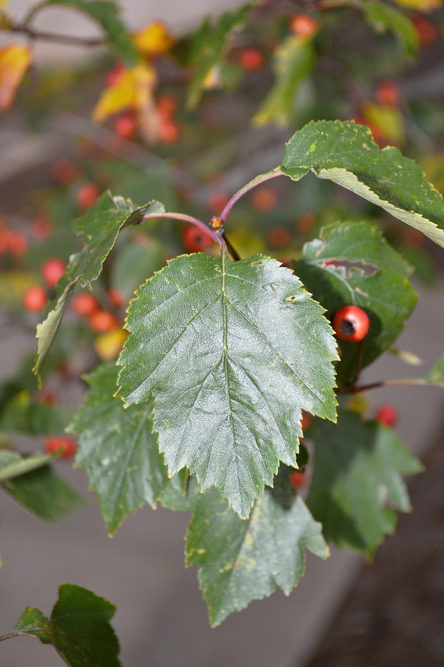 Crataegus viridis ‘Winter King’ – Purdue Arboretum Explorer