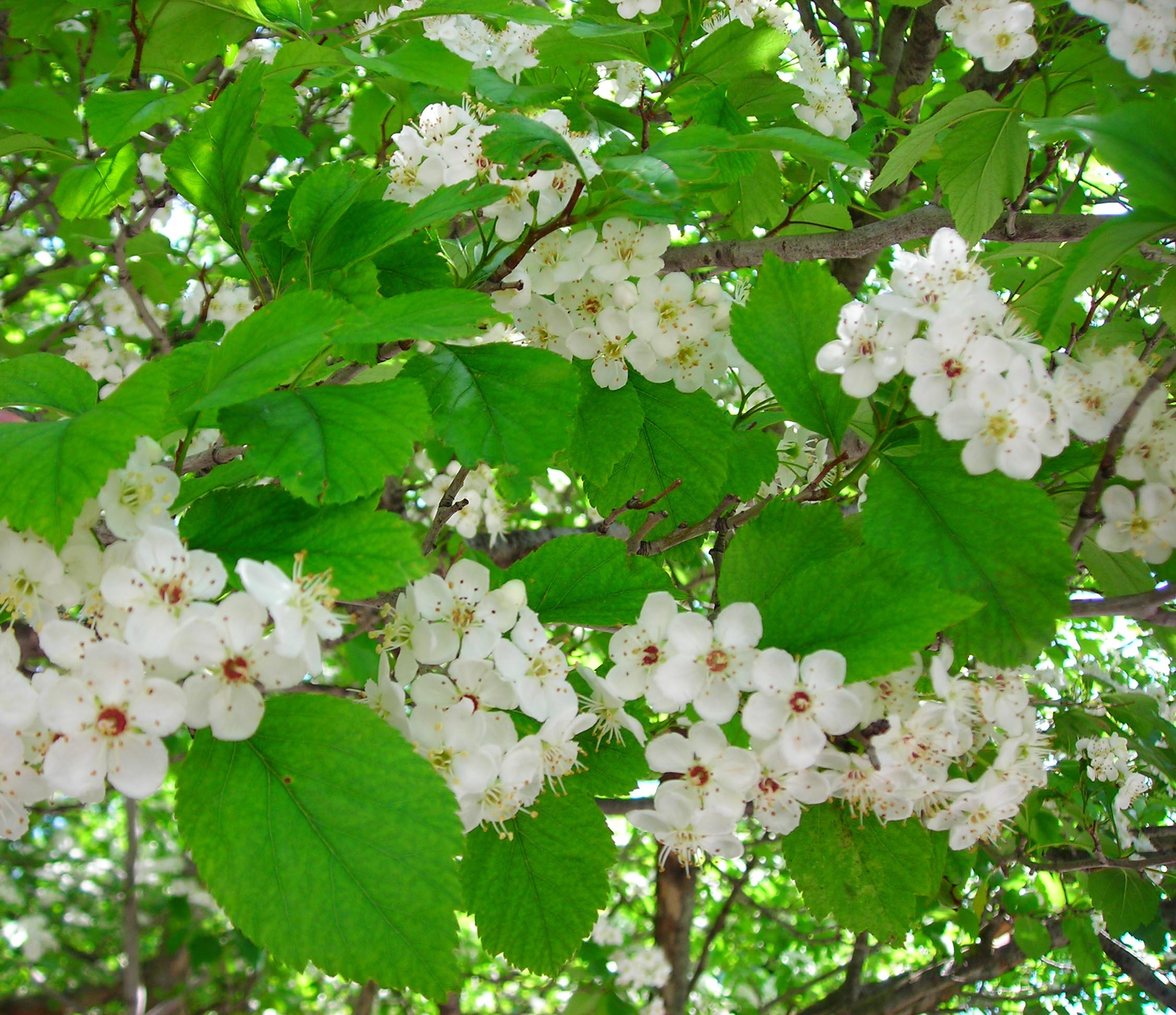 Crataegus viridis ‘Winter King’ – Purdue Arboretum Explorer