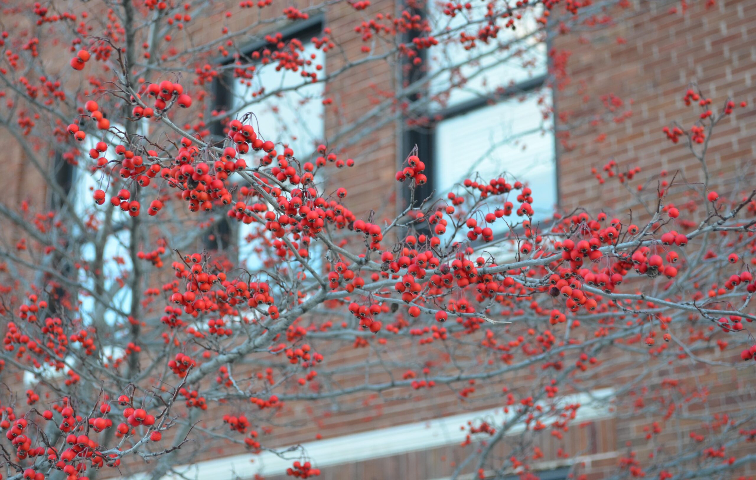 Crataegus viridis ‘Winter King’ – Purdue Arboretum Explorer