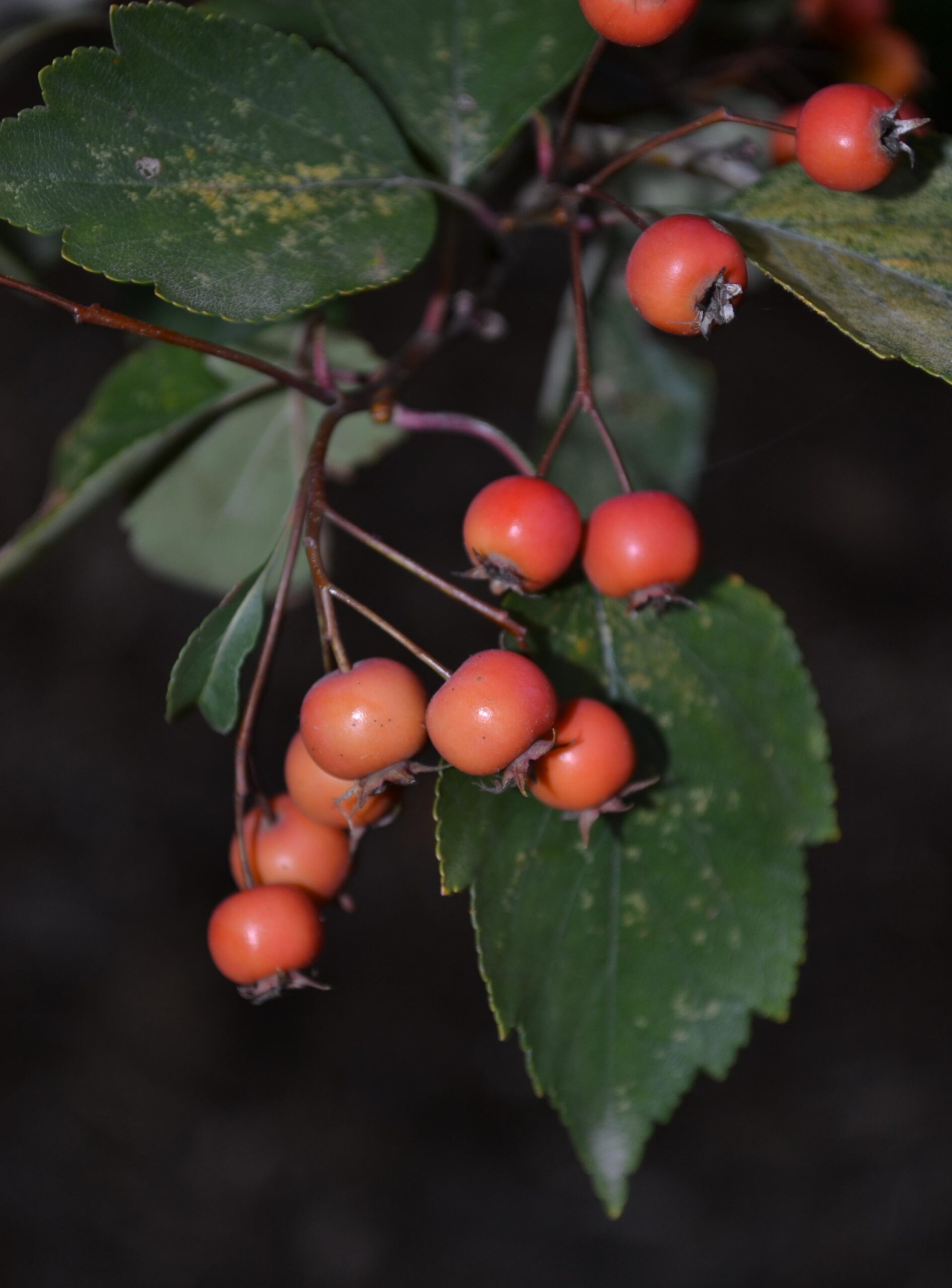 Crataegus viridis ‘Winter King’ – Purdue Arboretum Explorer