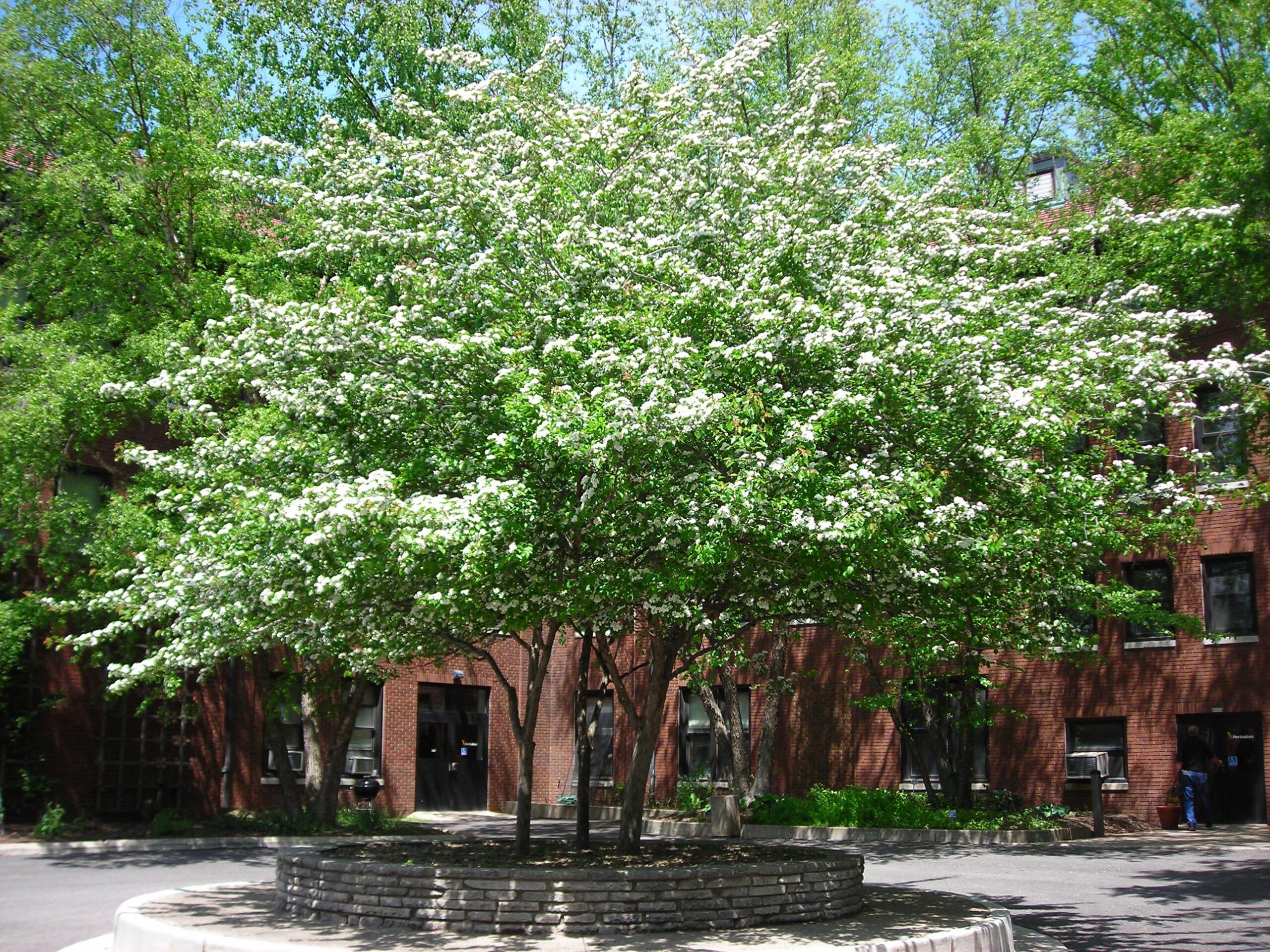 Crataegus viridis ‘Winter King’ – Purdue Arboretum Explorer
