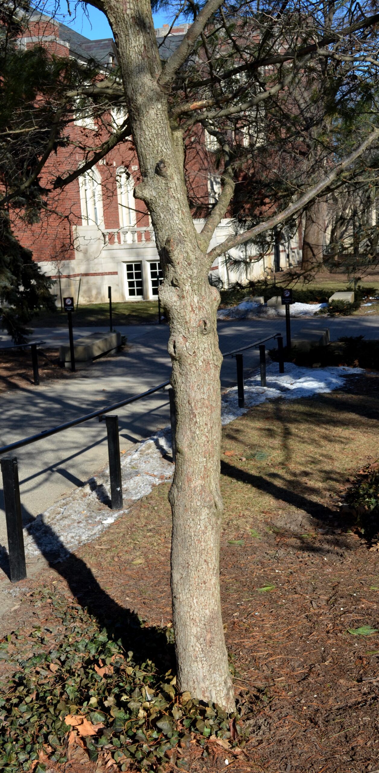 Crataegus × ‘Vaughn’ – Purdue Arboretum Explorer