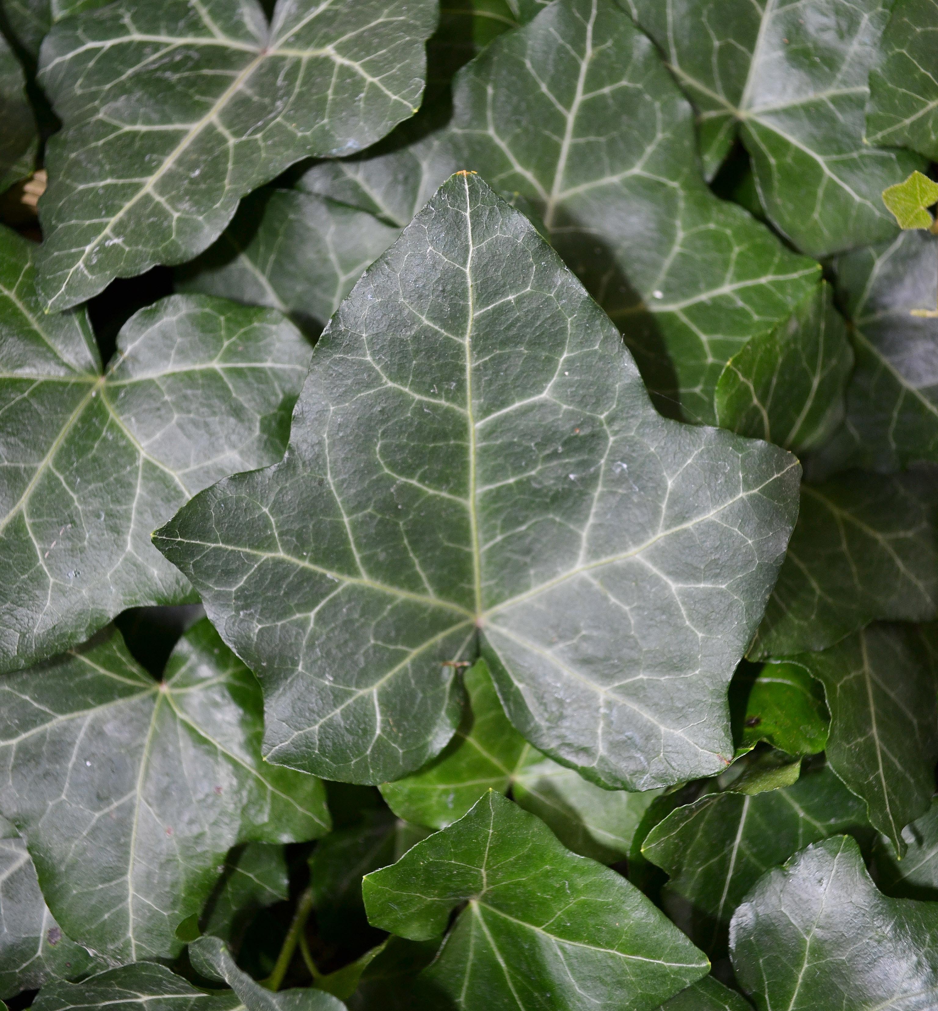 Hedera helix – Purdue Arboretum Explorer