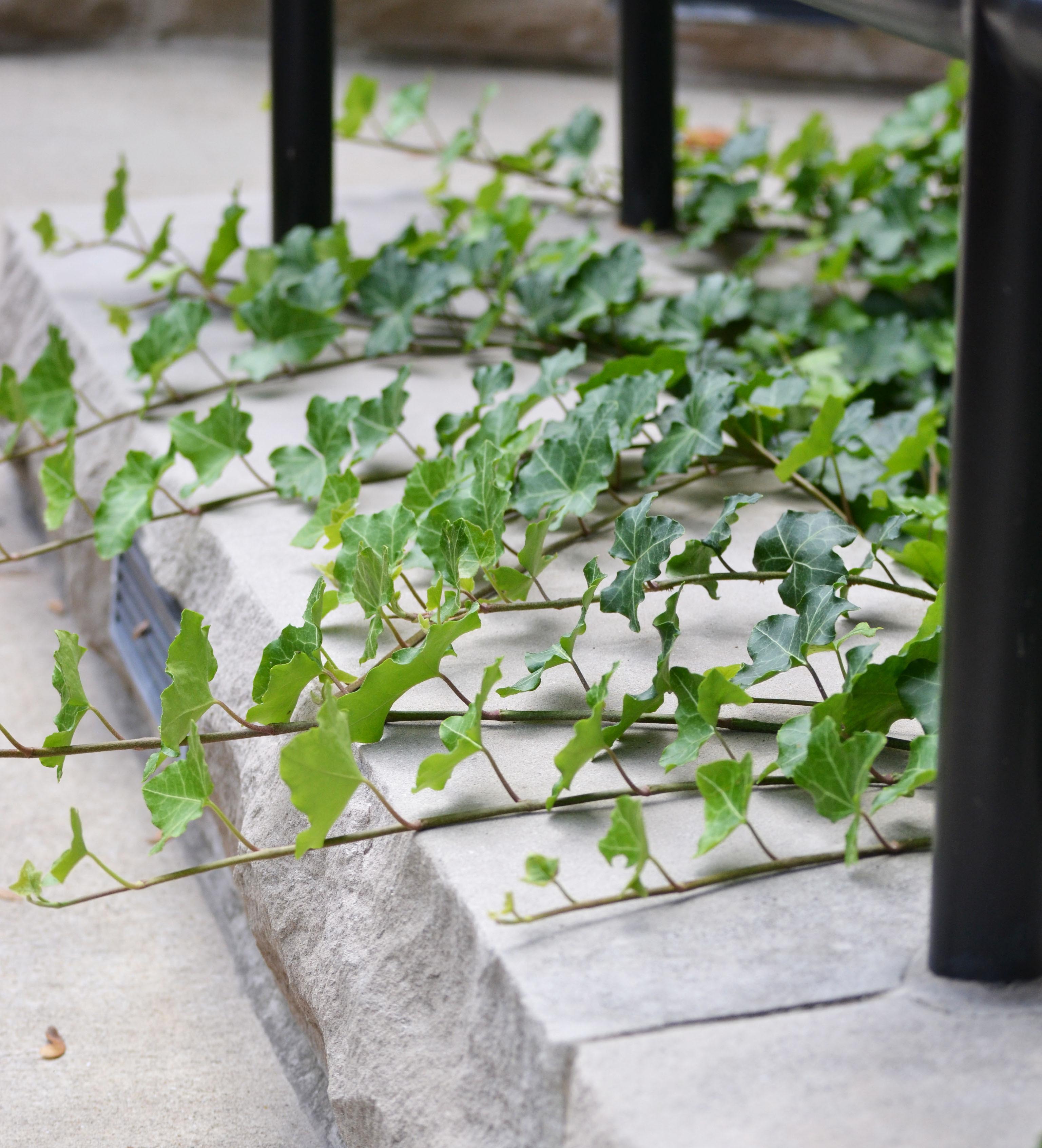 Hedera helix – Purdue Arboretum Explorer
