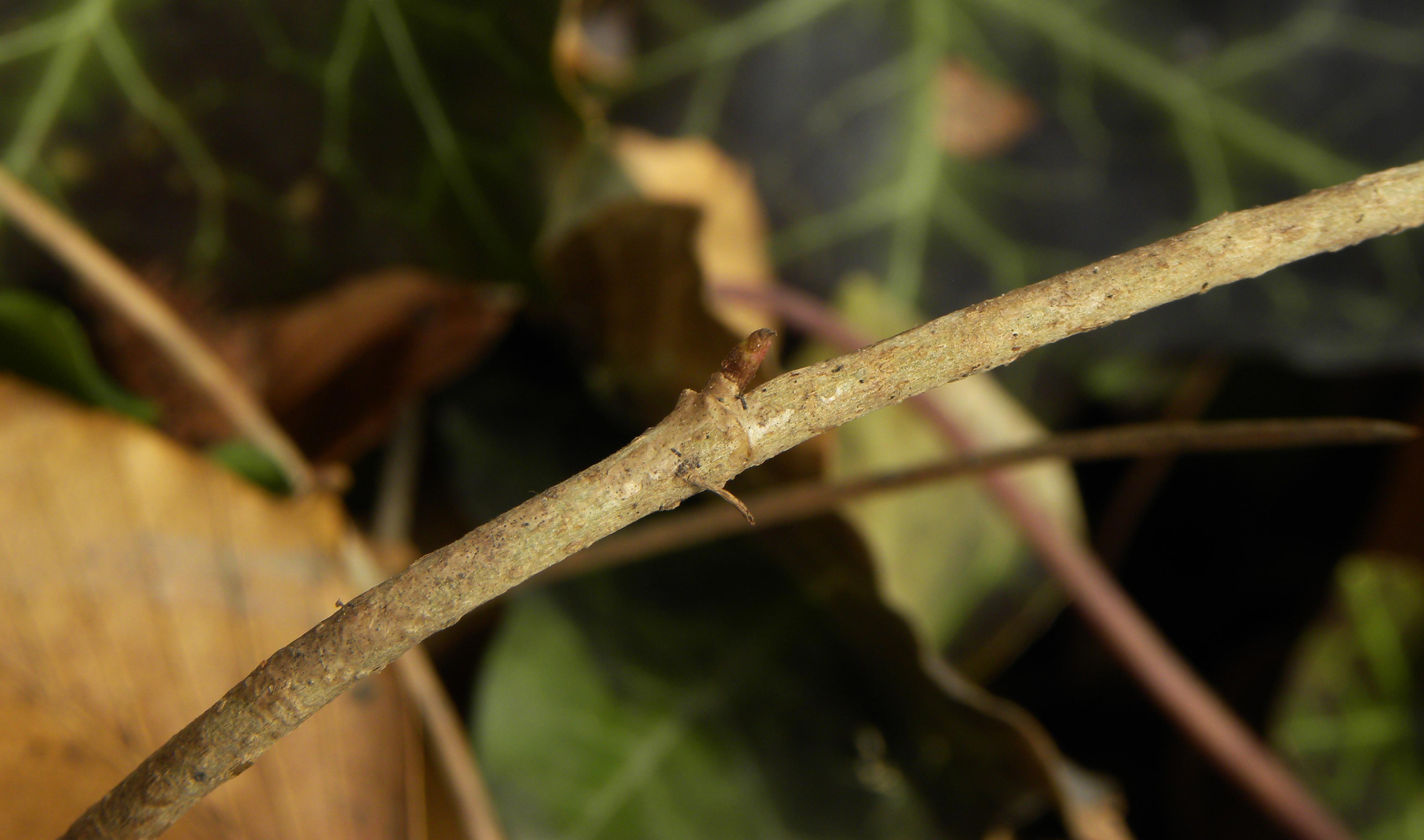 Hedera helix – Purdue Arboretum Explorer