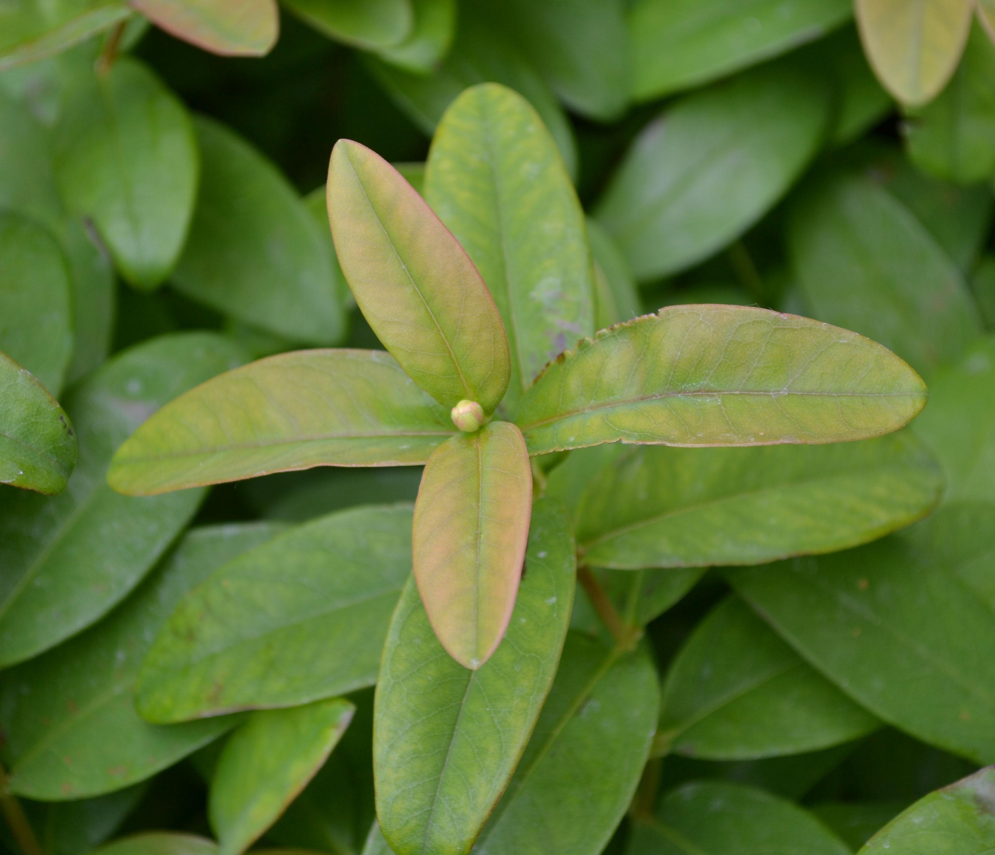 Hypericum calycinum – Purdue Arboretum Explorer