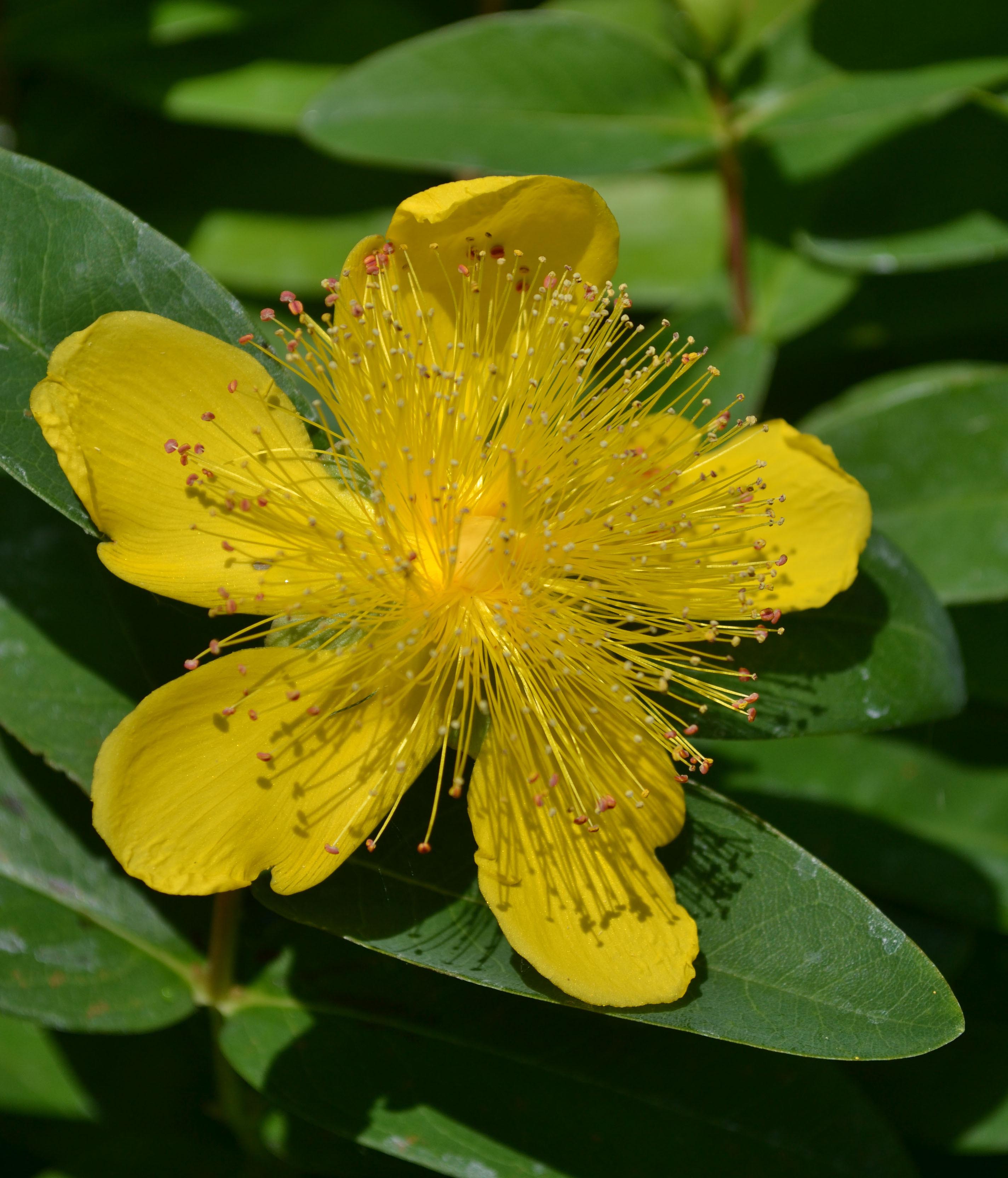Hypericum calycinum – Purdue Arboretum Explorer