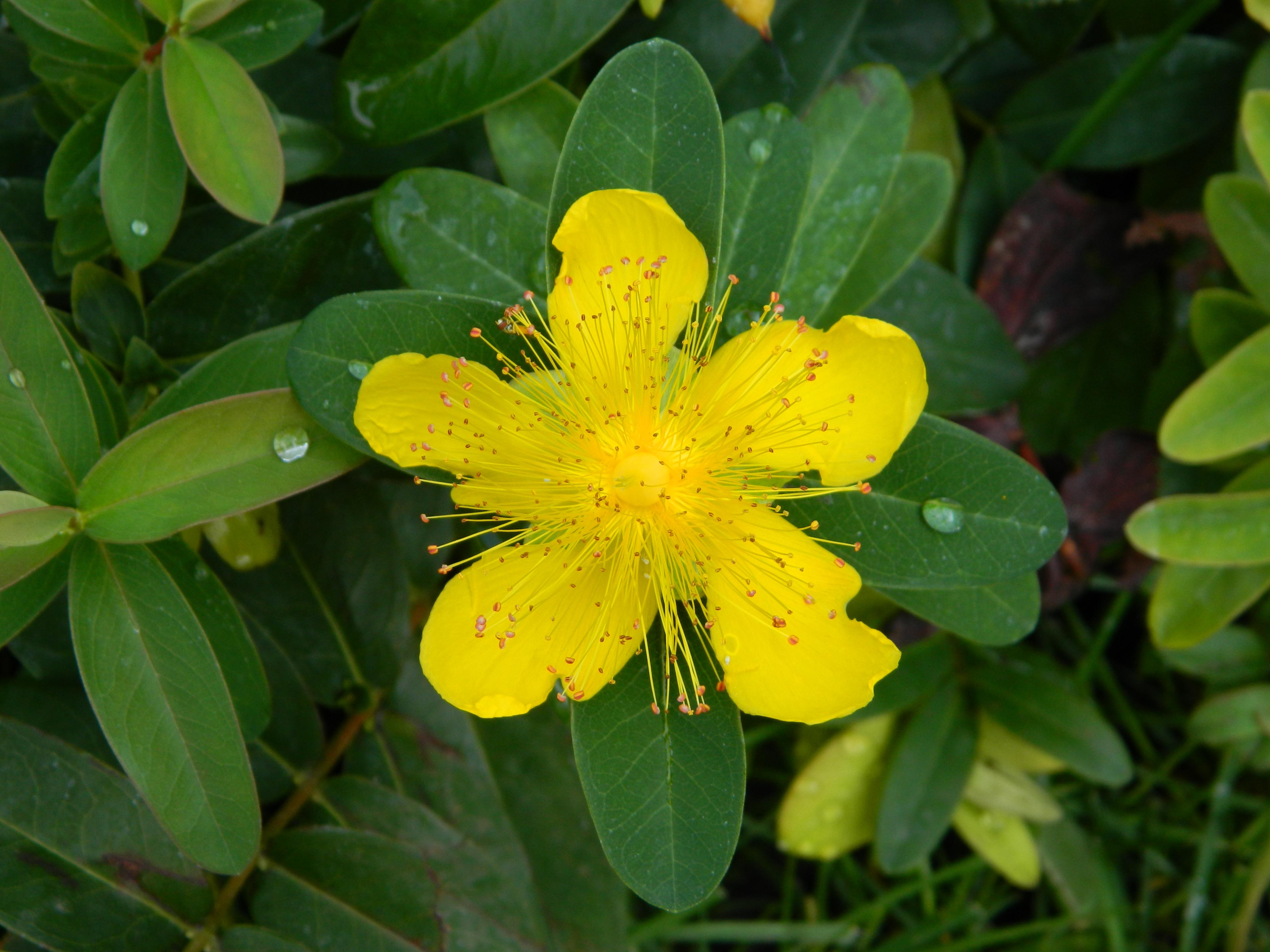 Hypericum calycinum – Purdue Arboretum Explorer