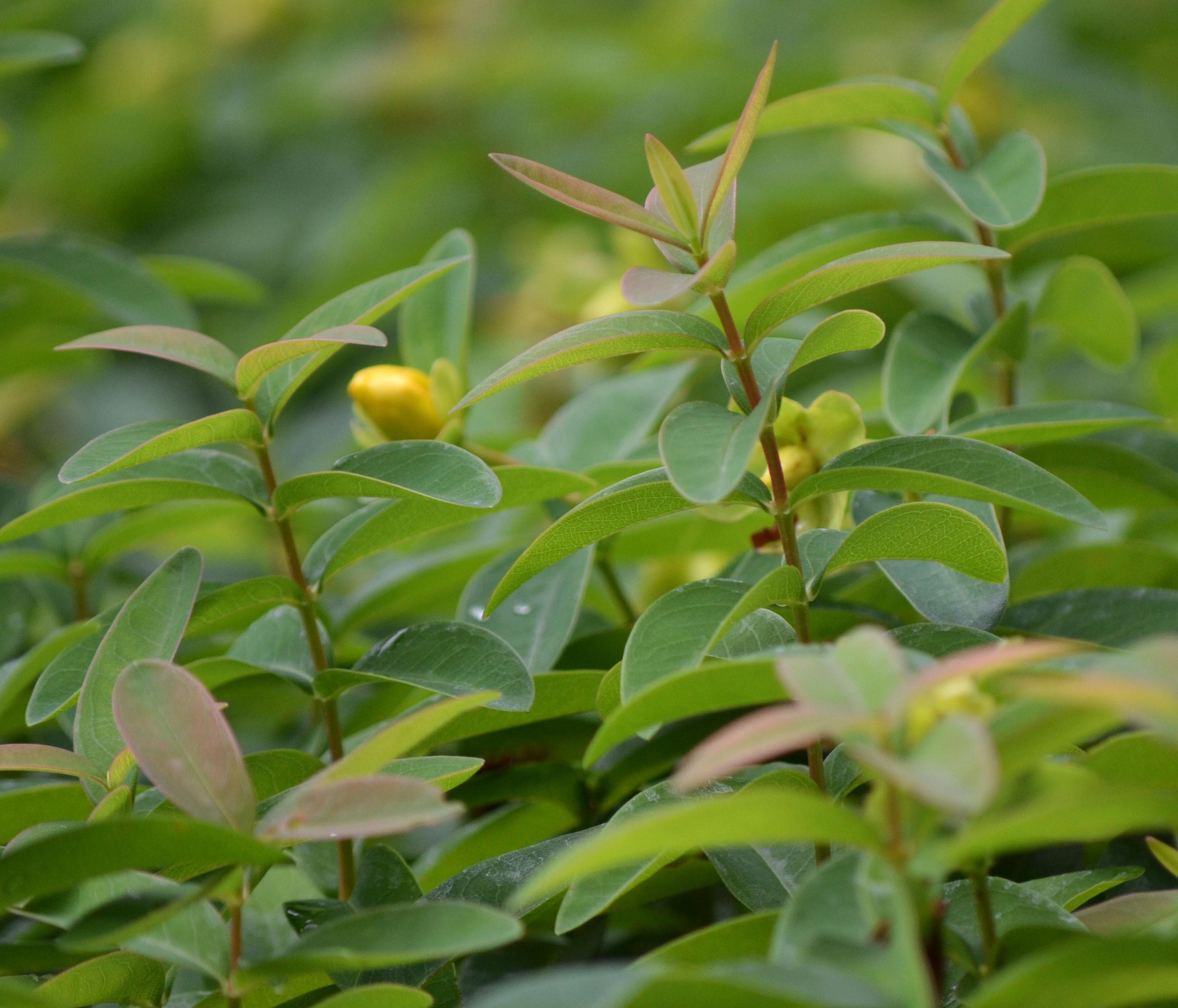 Hypericum calycinum – Purdue Arboretum Explorer