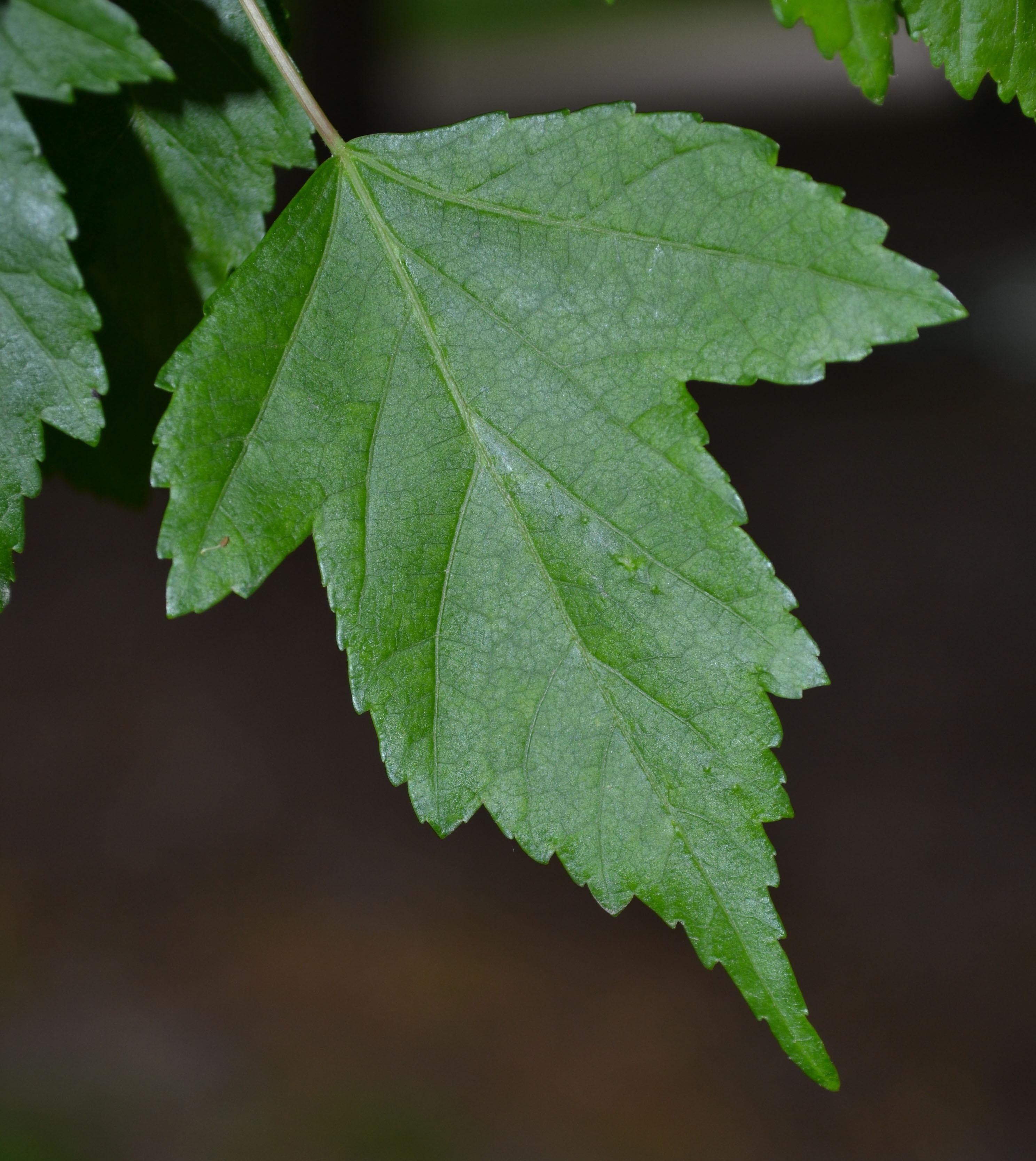 Acer tataricum ssp. ginnala – Purdue Arboretum Explorer