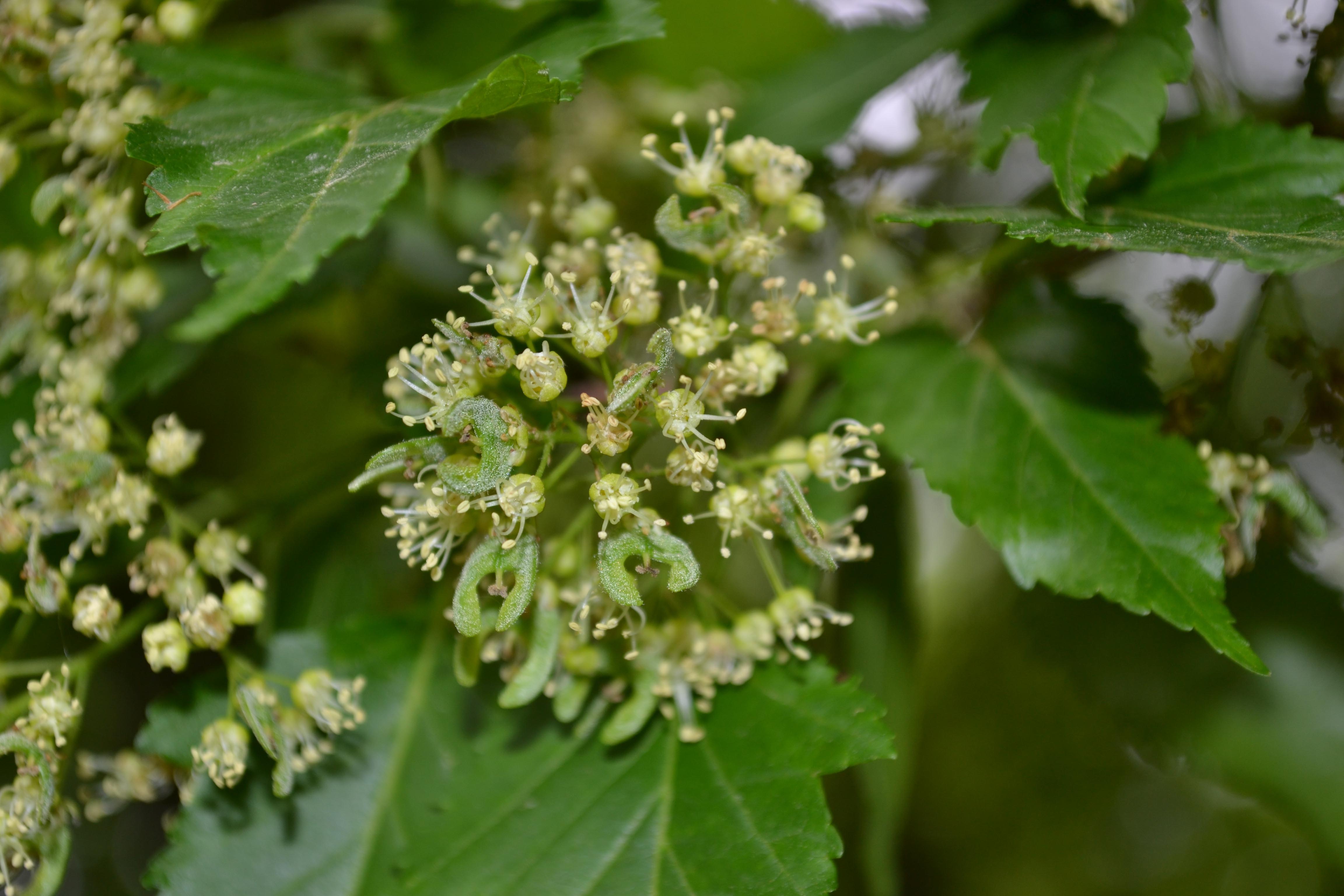 Acer tataricum ssp. ginnala – Purdue Arboretum Explorer