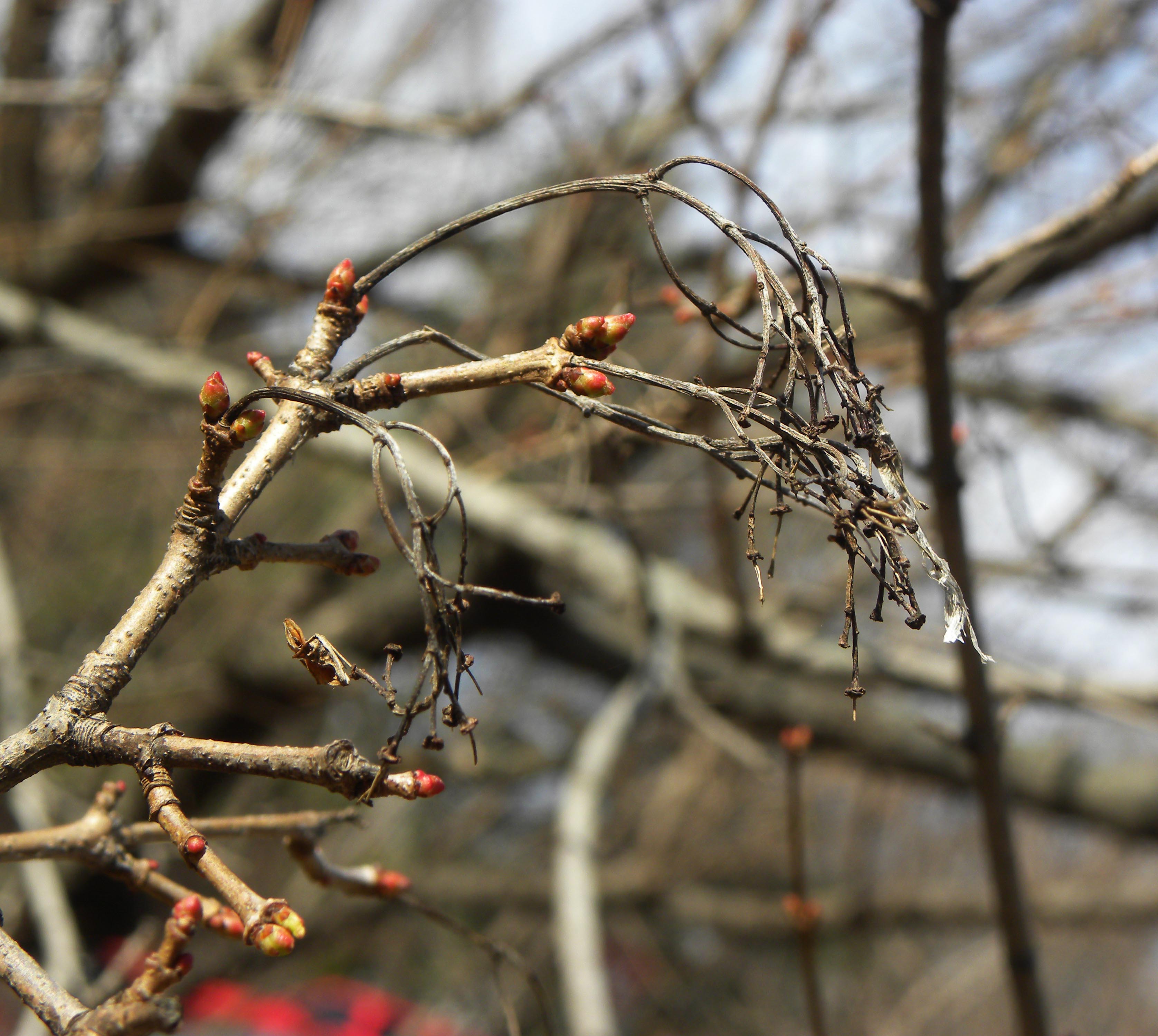 Acer tataricum ssp. ginnala – Purdue Arboretum Explorer