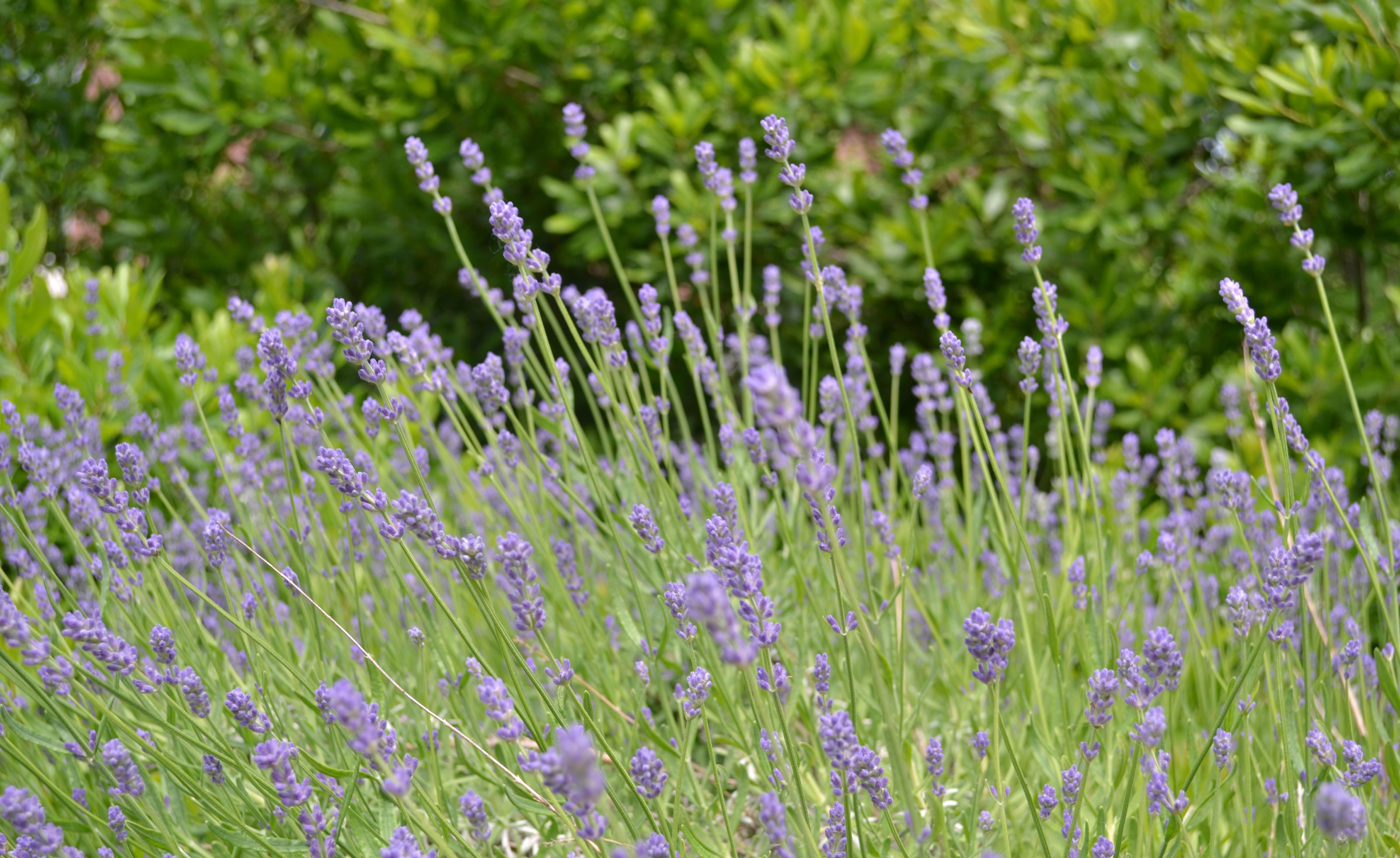 Lavandula angustifolia – Purdue Arboretum Explorer