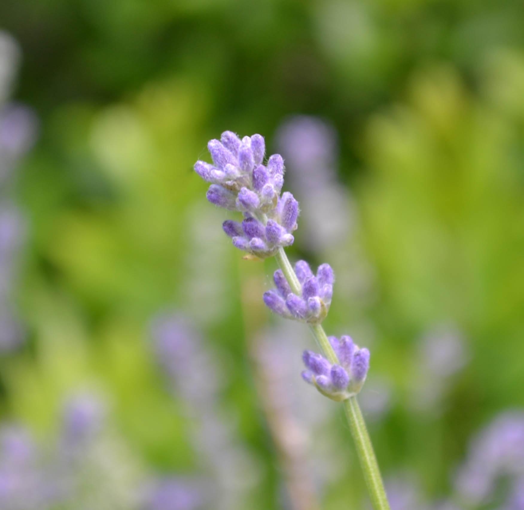Lavandula angustifolia – Purdue Arboretum Explorer