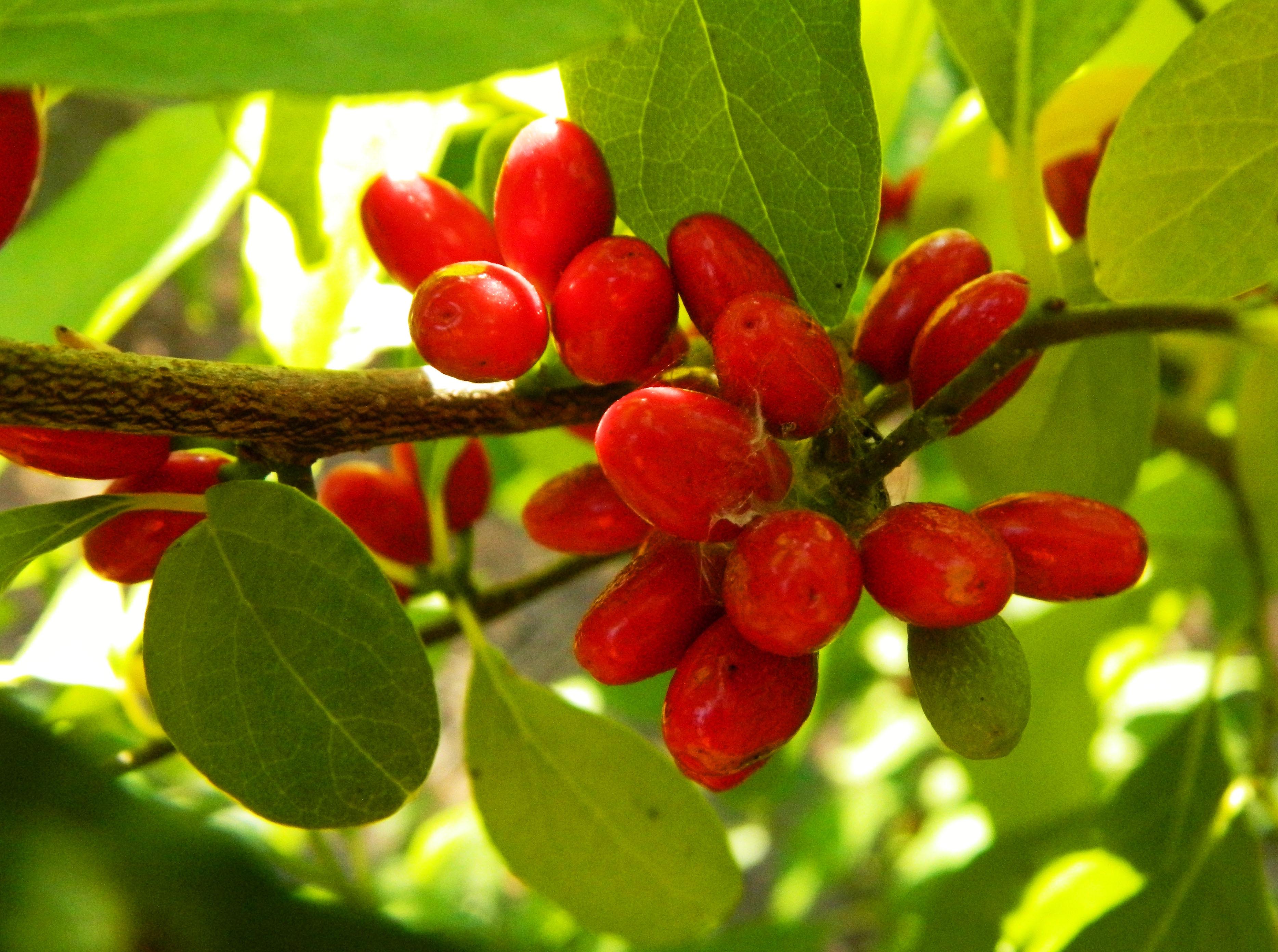 Lindera benzoin – Purdue Arboretum Explorer