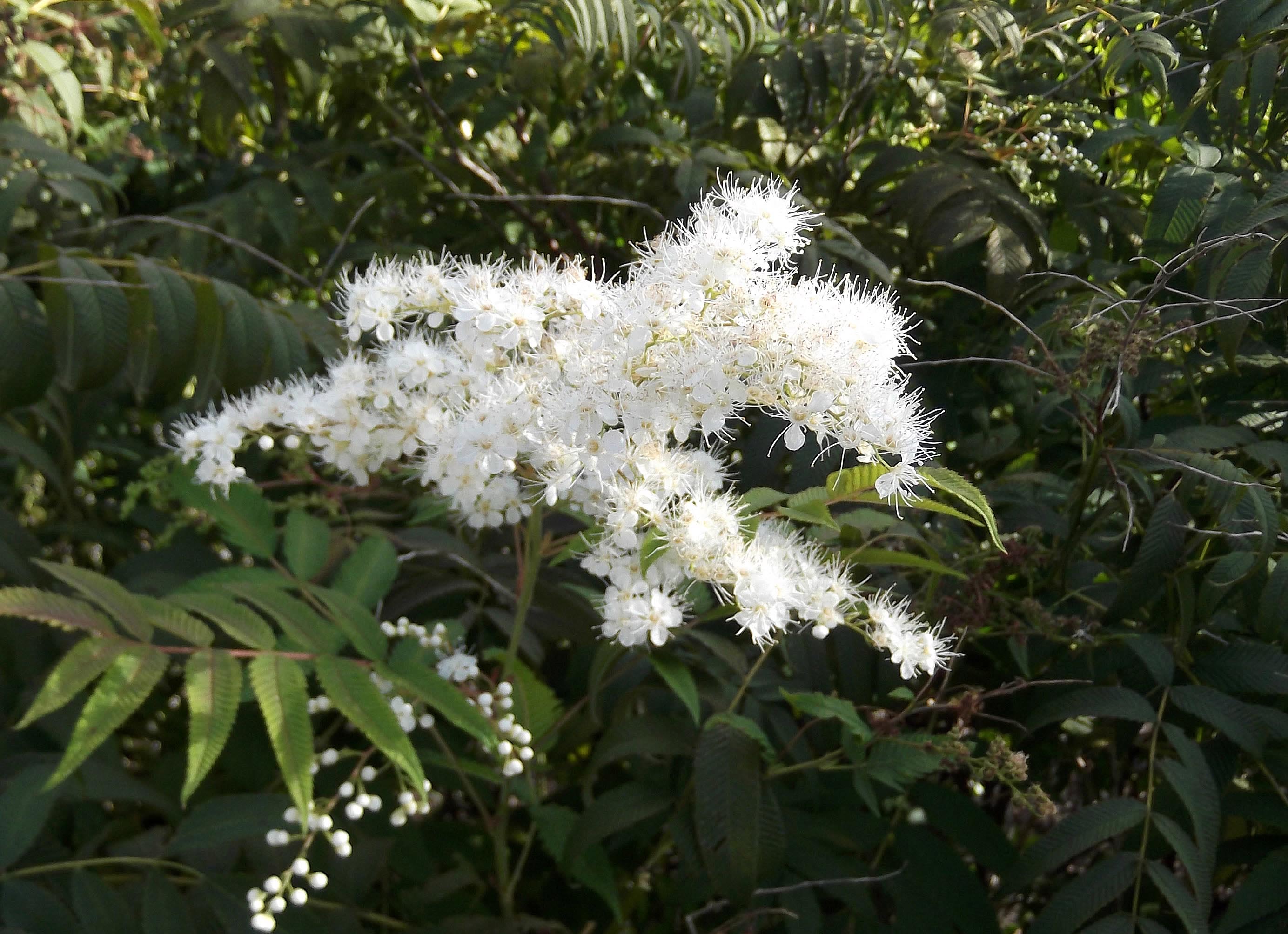 Sorbaria sorbifolia – Purdue Arboretum Explorer