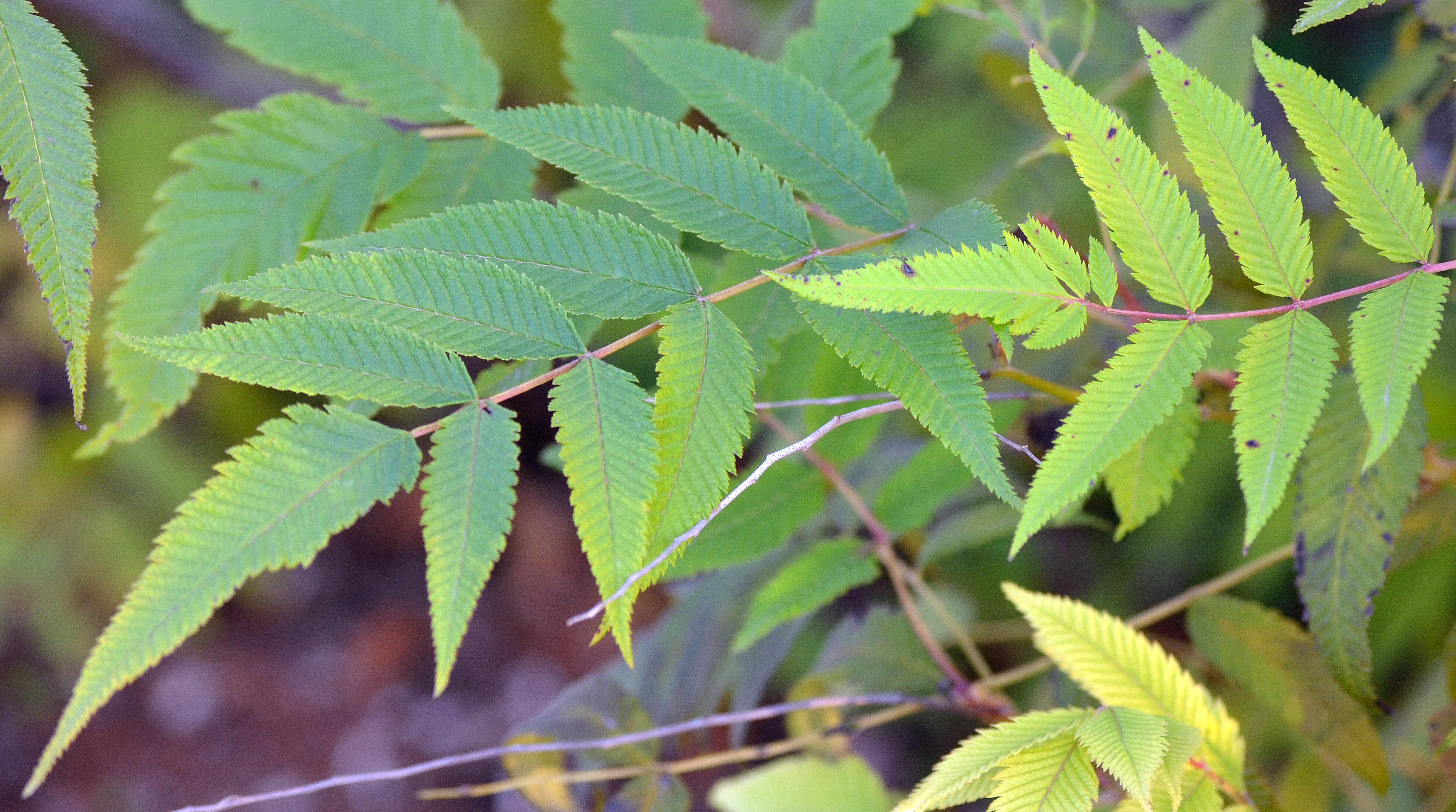 Sorbaria sorbifolia – Purdue Arboretum Explorer