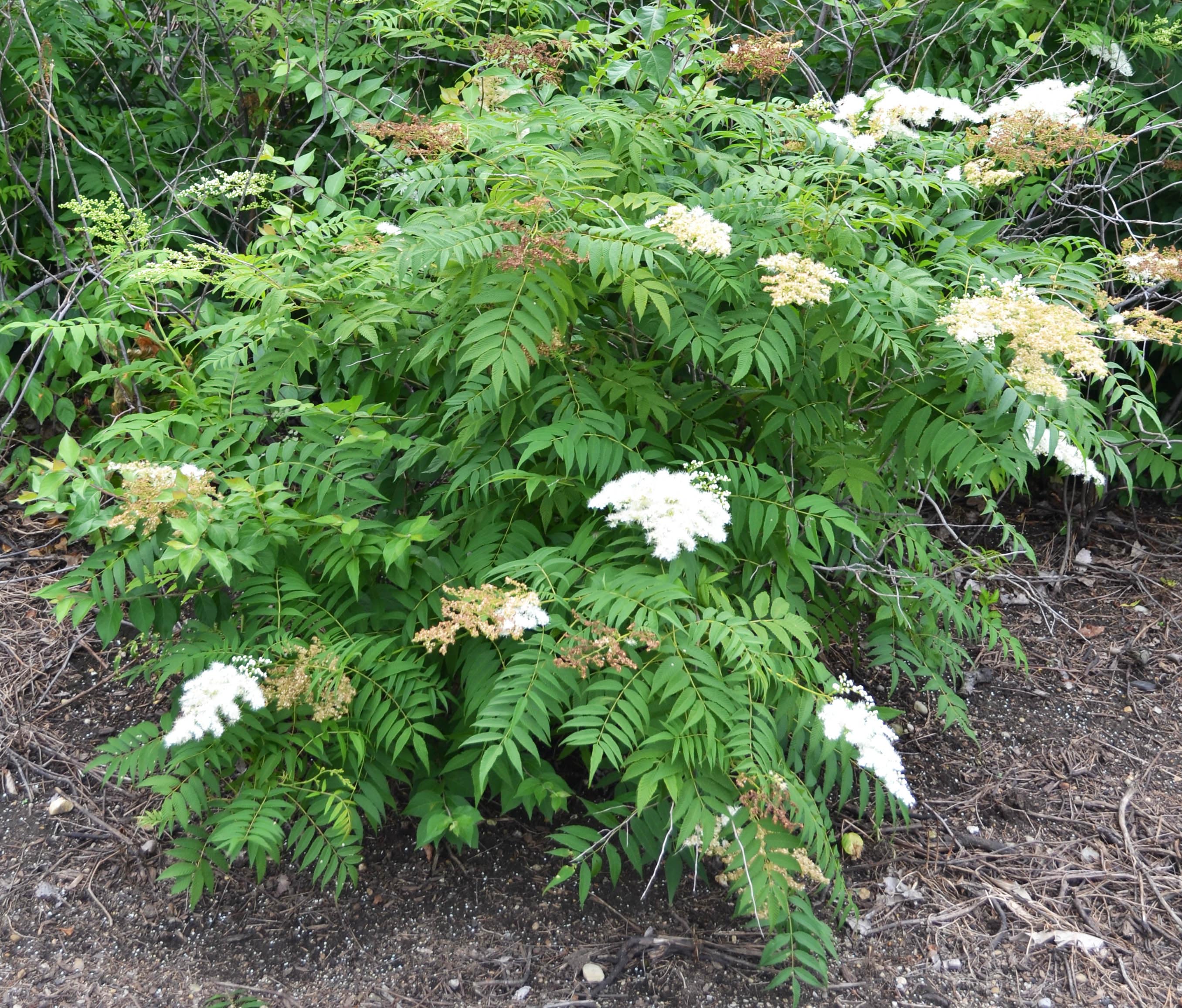 Sorbaria sorbifolia – Purdue Arboretum Explorer