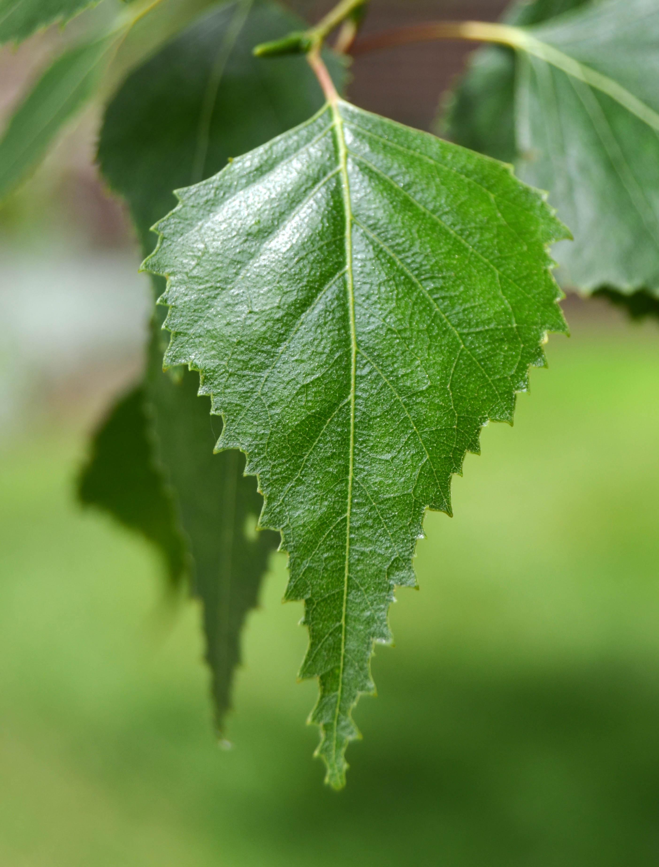 Betula populifolia – Purdue Arboretum Explorer