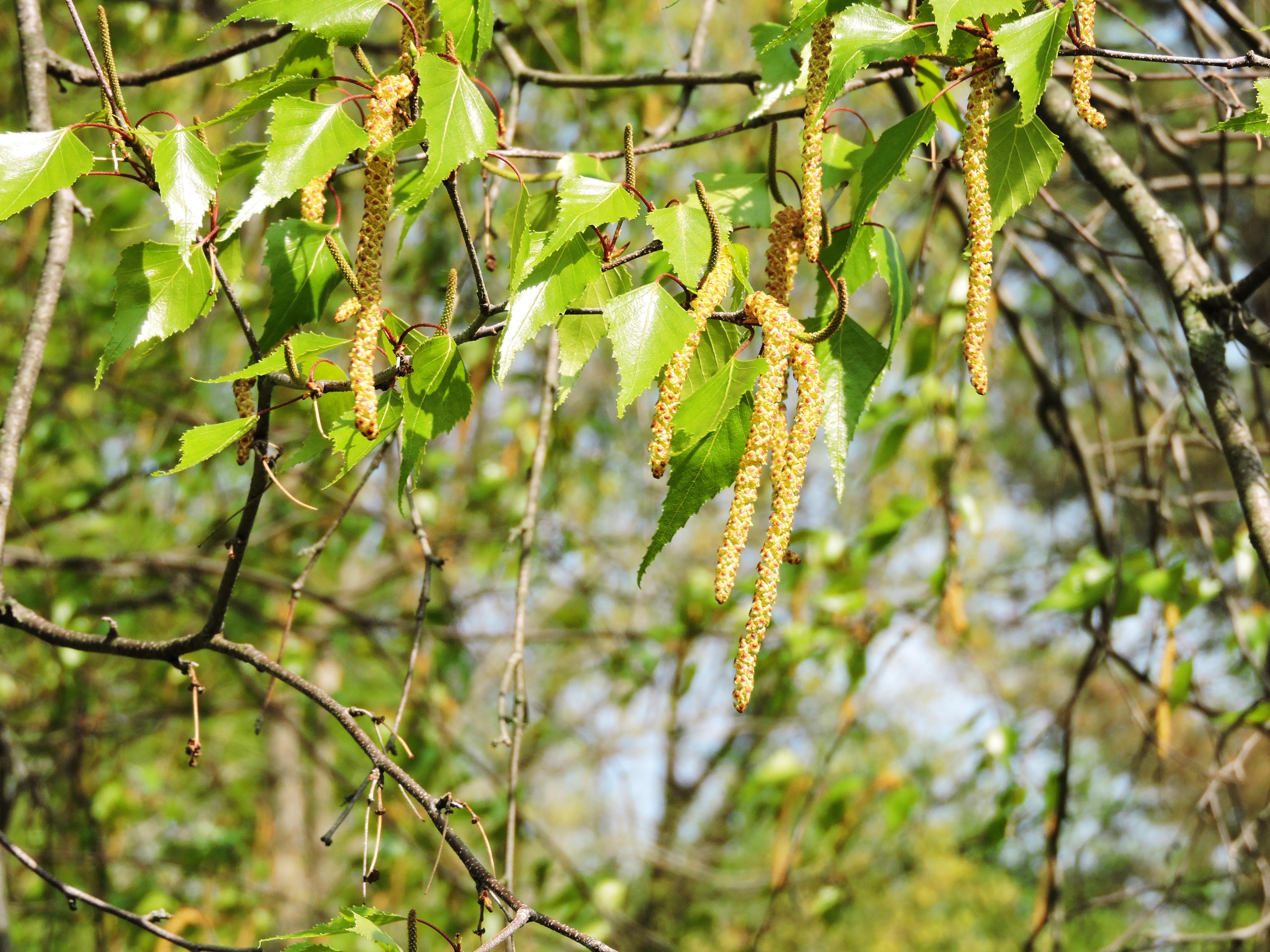 Betula populifolia – Purdue Arboretum Explorer