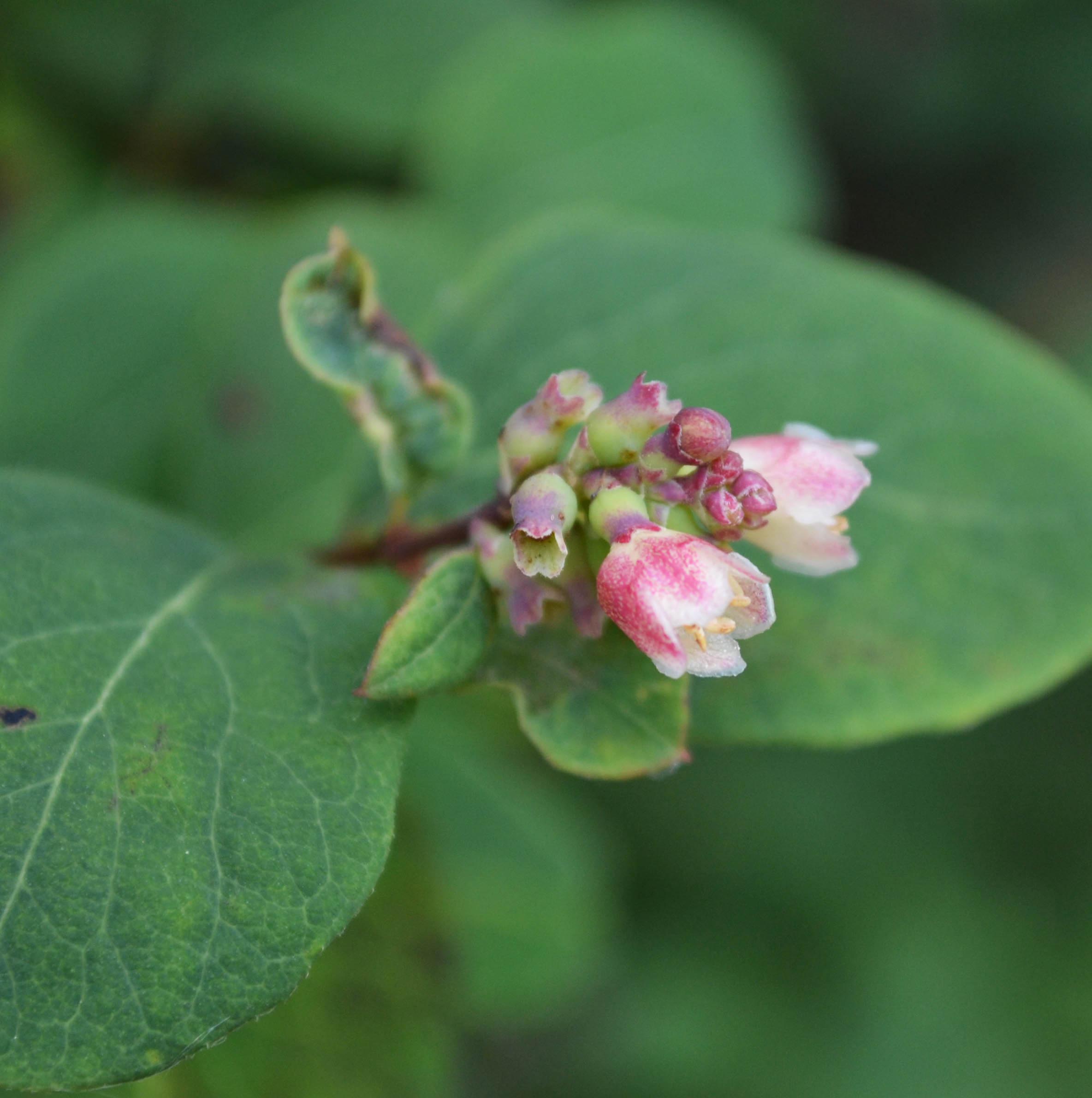 Symphoricarpos × chenaultii – Purdue Arboretum Explorer