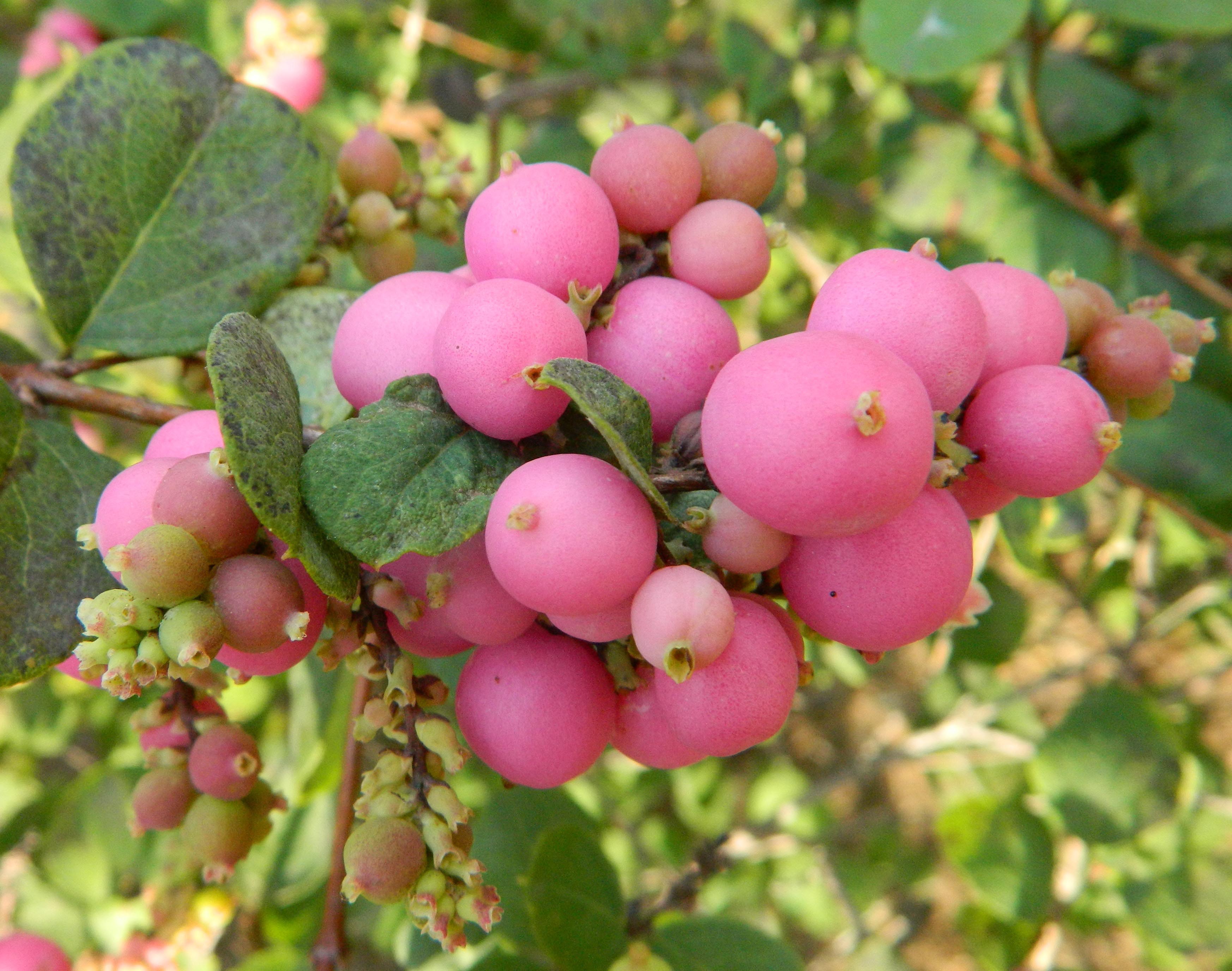 Symphoricarpos × chenaultii – Purdue Arboretum Explorer