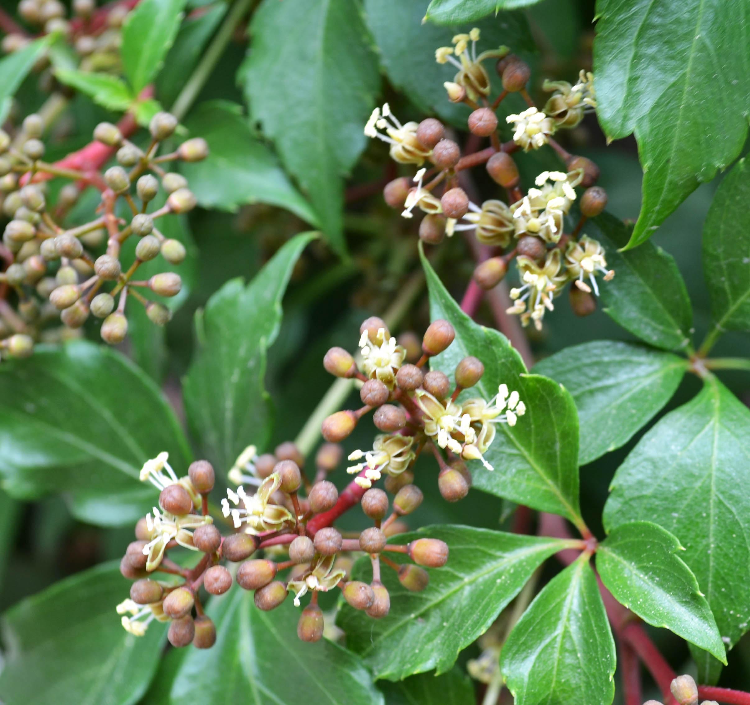 Parthenocissus quinquefolia – Purdue Arboretum Explorer