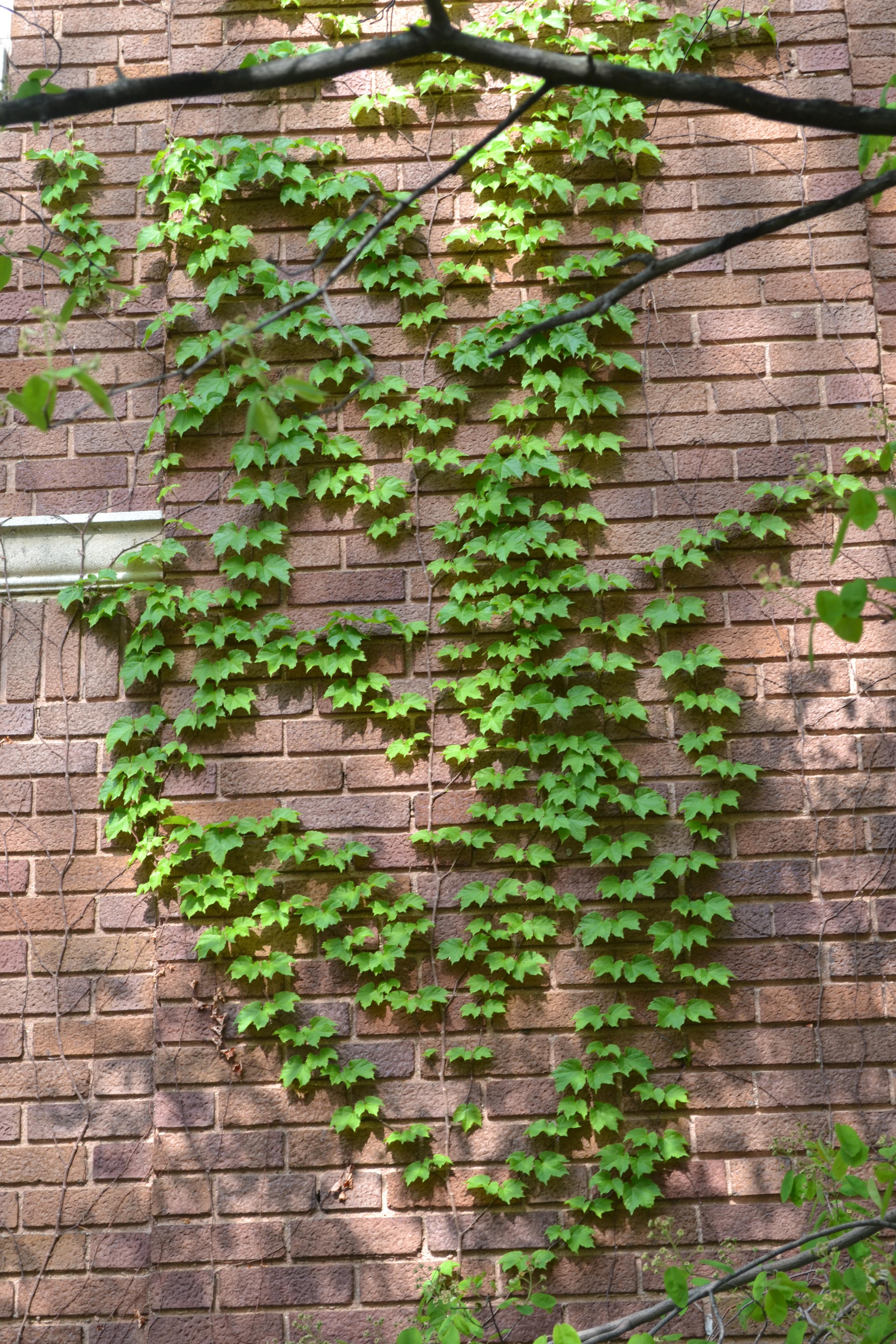 Parthenocissus tricuspidata – Purdue Arboretum Explorer