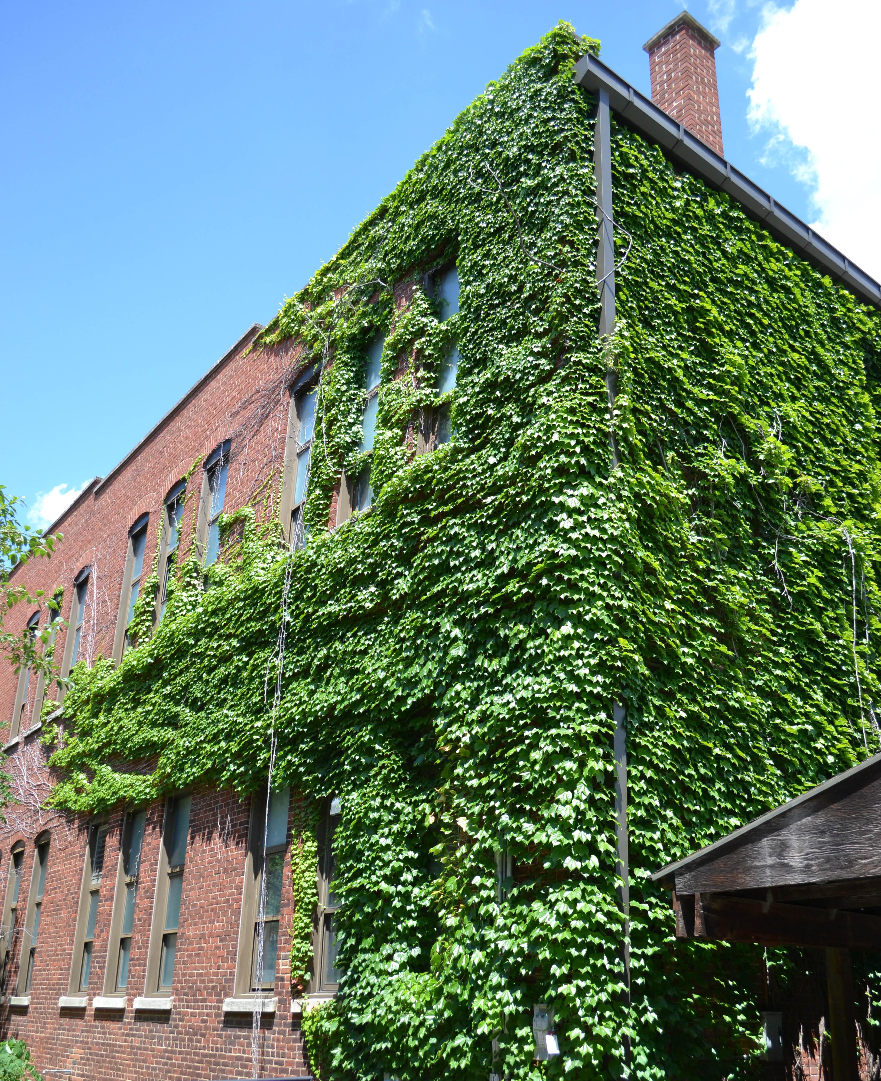 Parthenocissus tricuspidata – Purdue Arboretum Explorer