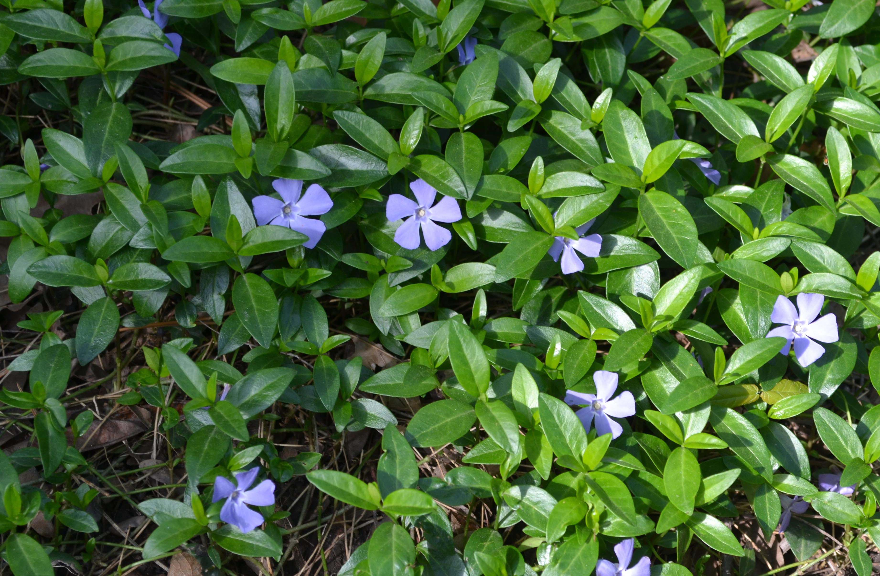 Vinca minor – Purdue Arboretum Explorer