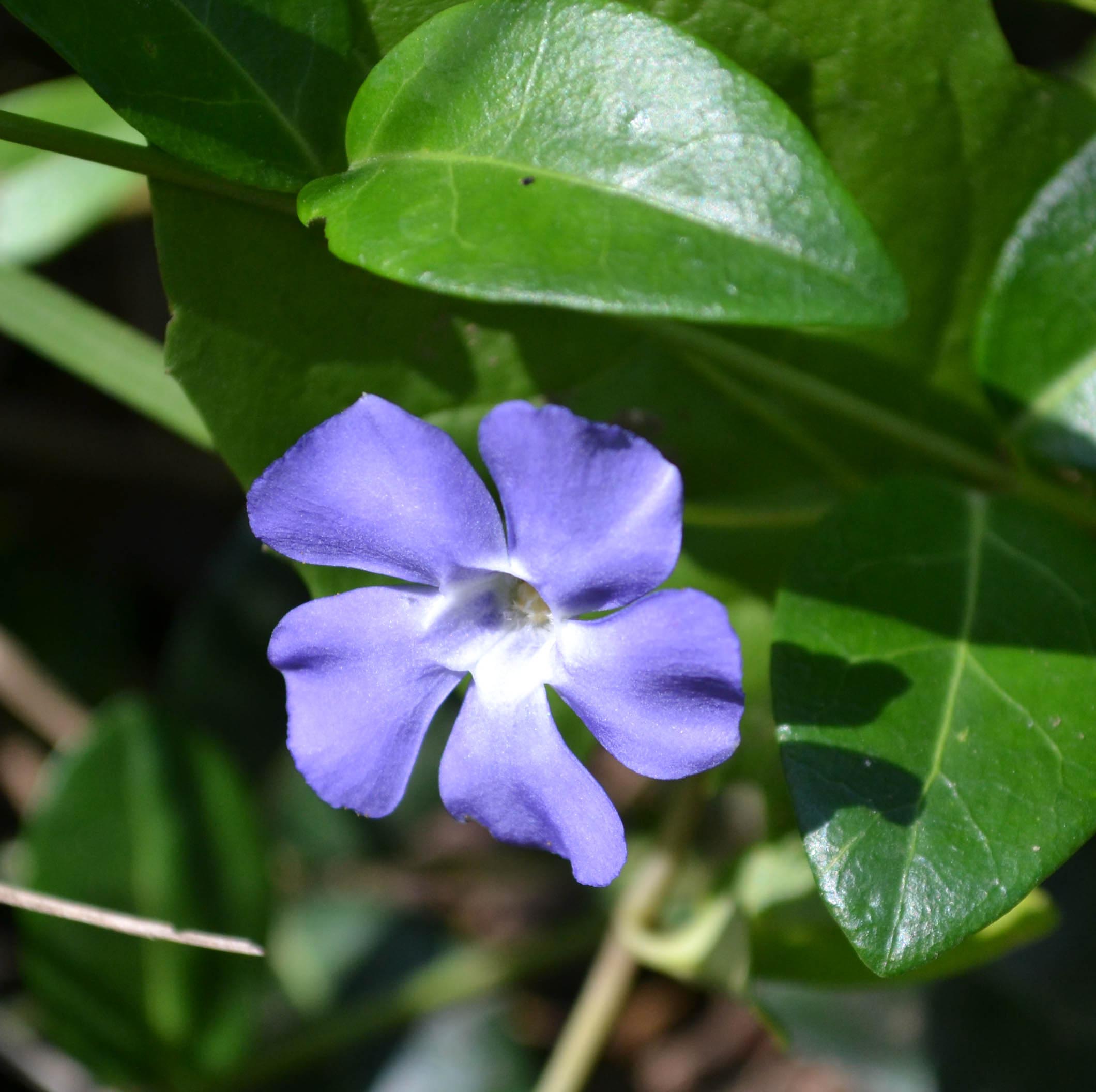 Vinca minor – Purdue Arboretum Explorer