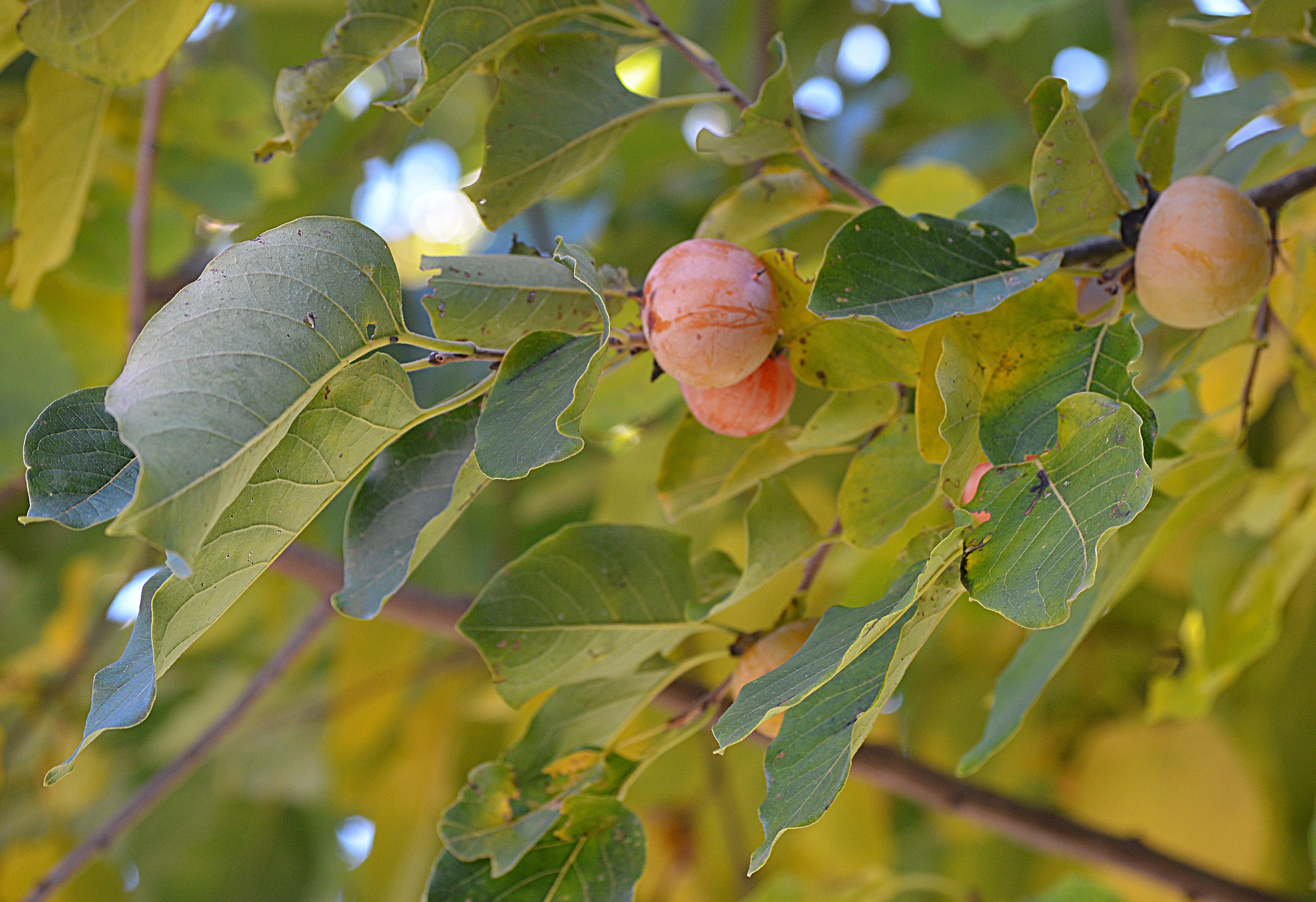 Diospyros virginiana – Purdue Arboretum Explorer
