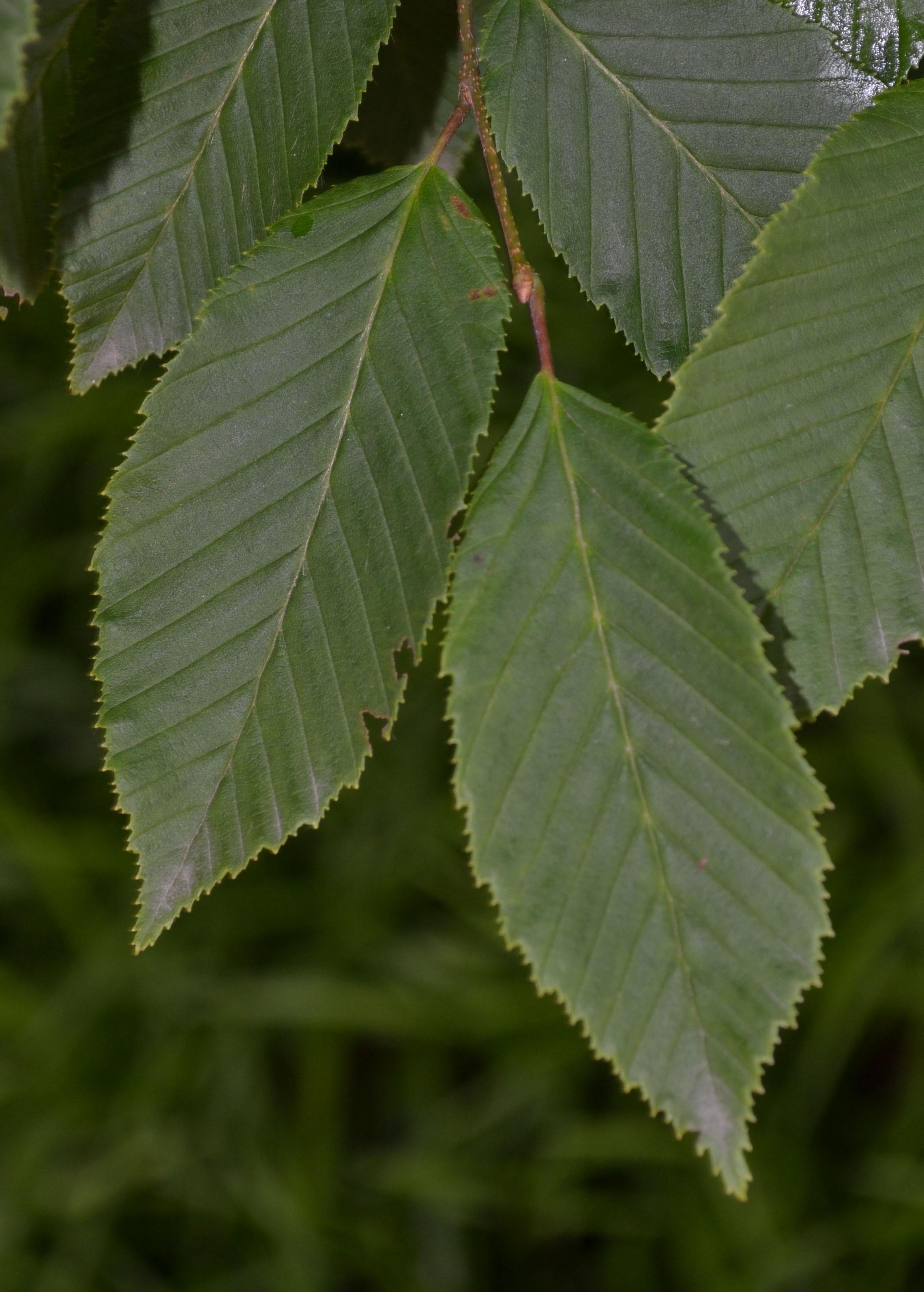 Carpinus betulus ‘Columnaris’ – Purdue Arboretum Explorer