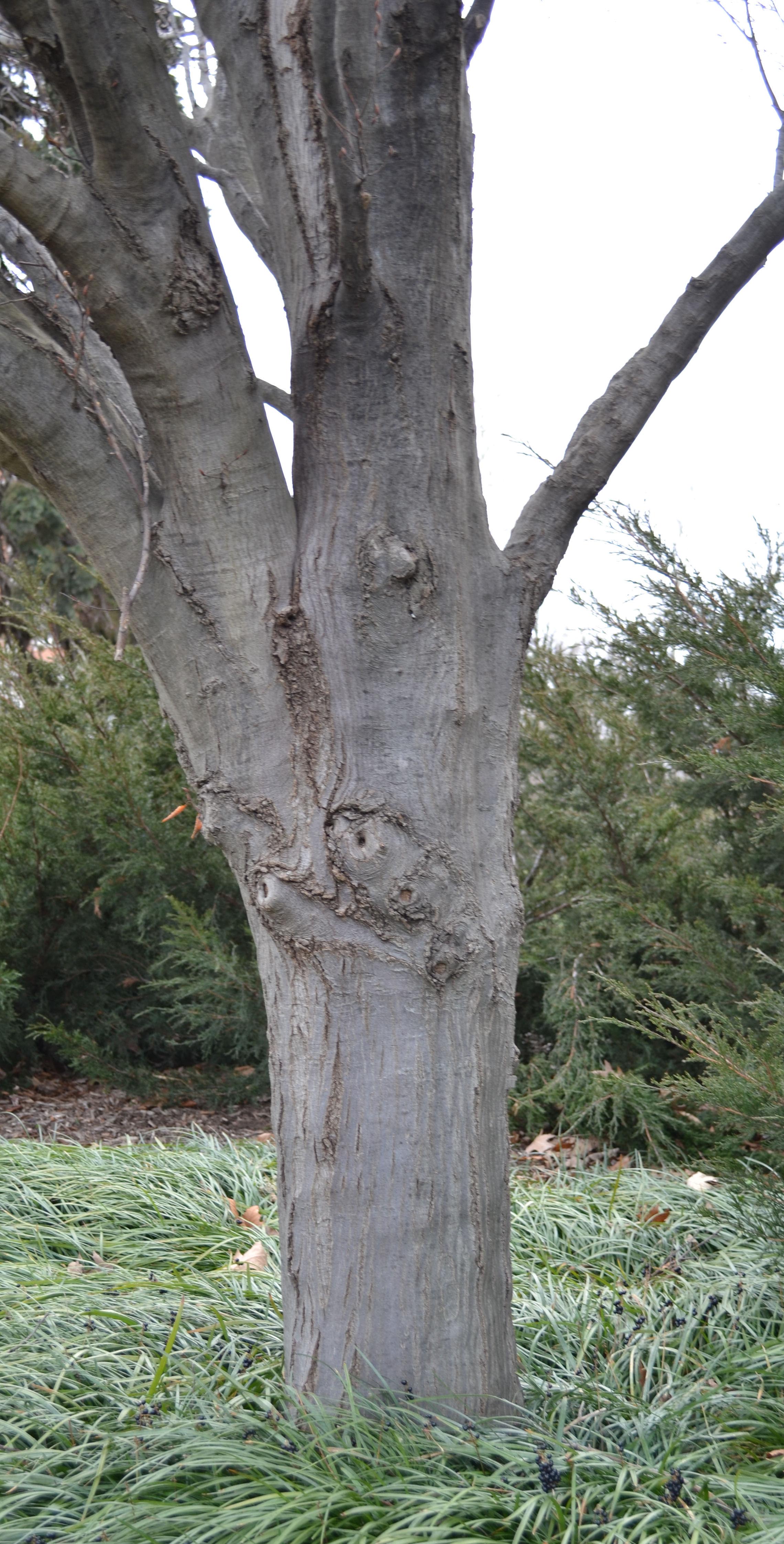 Carpinus betulus ‘Columnaris’ – Purdue Arboretum Explorer