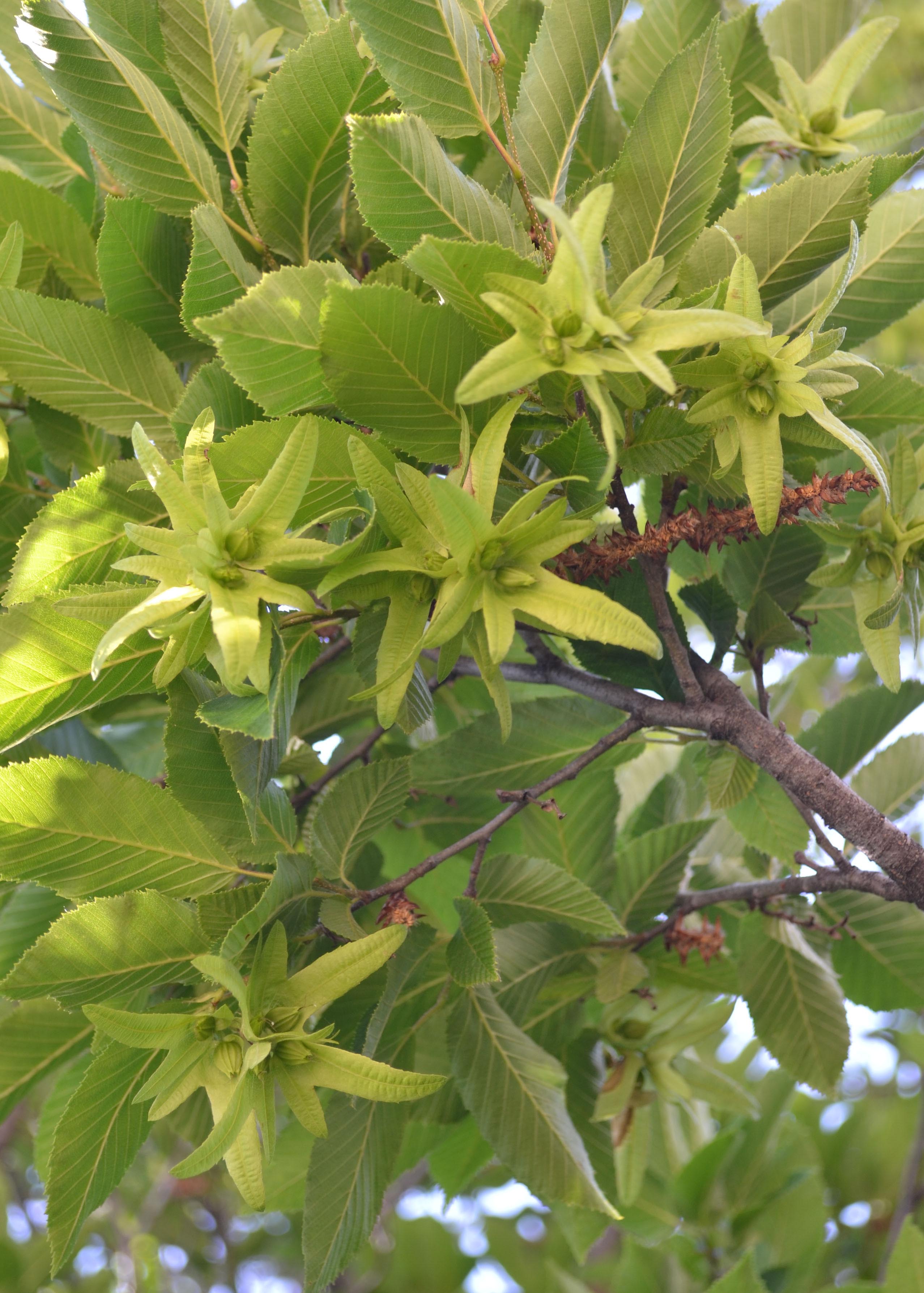 Carpinus betulus ‘Columnaris’ – Purdue Arboretum Explorer