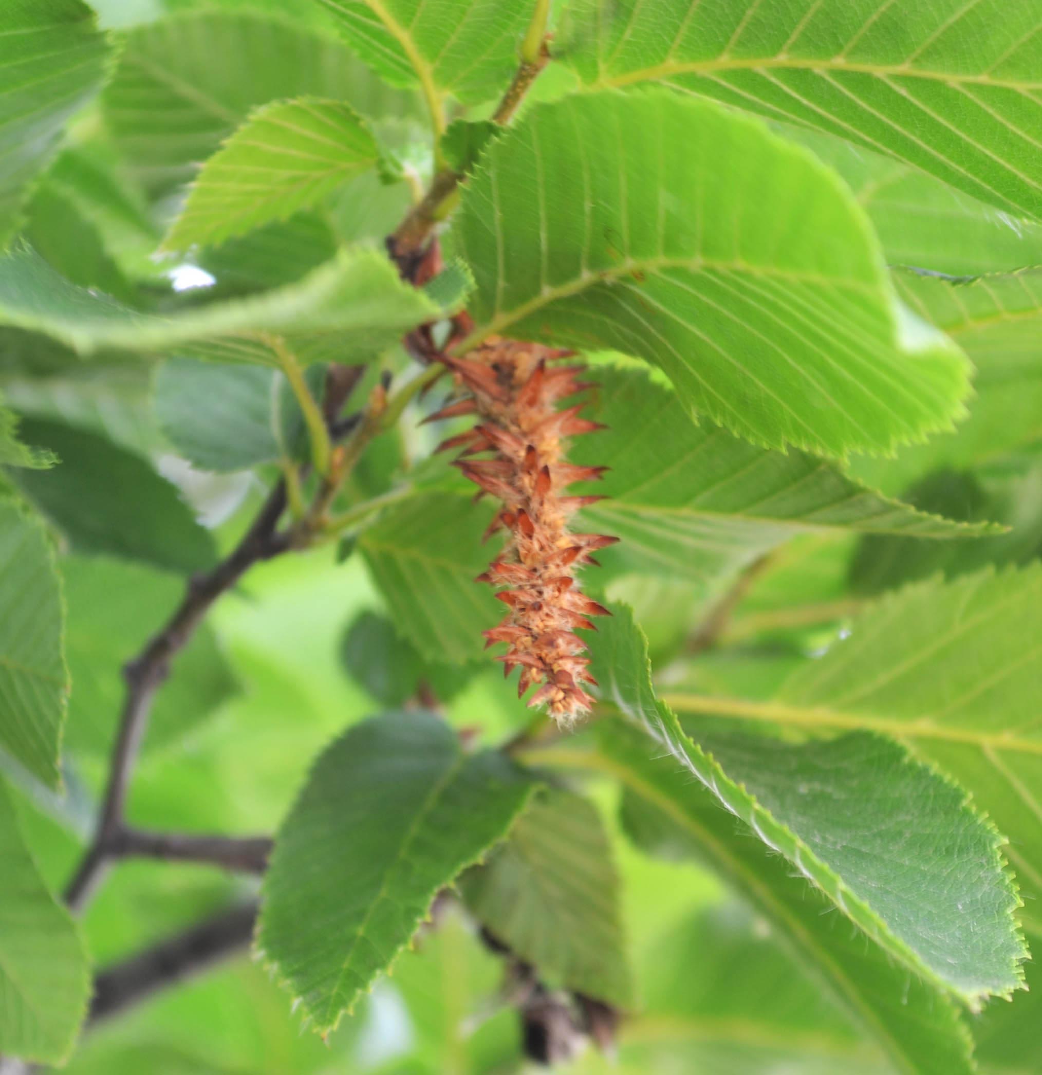 Carpinus betulus ‘Columnaris’ – Purdue Arboretum Explorer