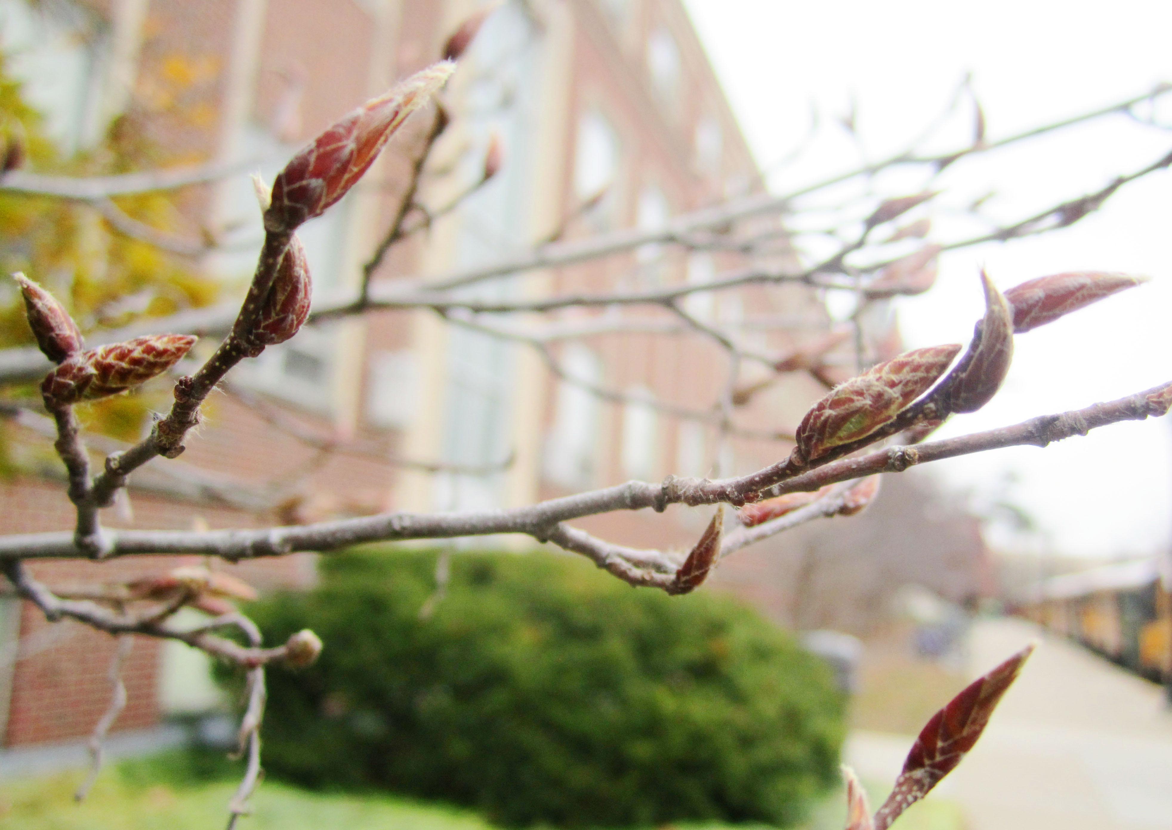 Carpinus betulus ‘Columnaris’ – Purdue Arboretum Explorer
