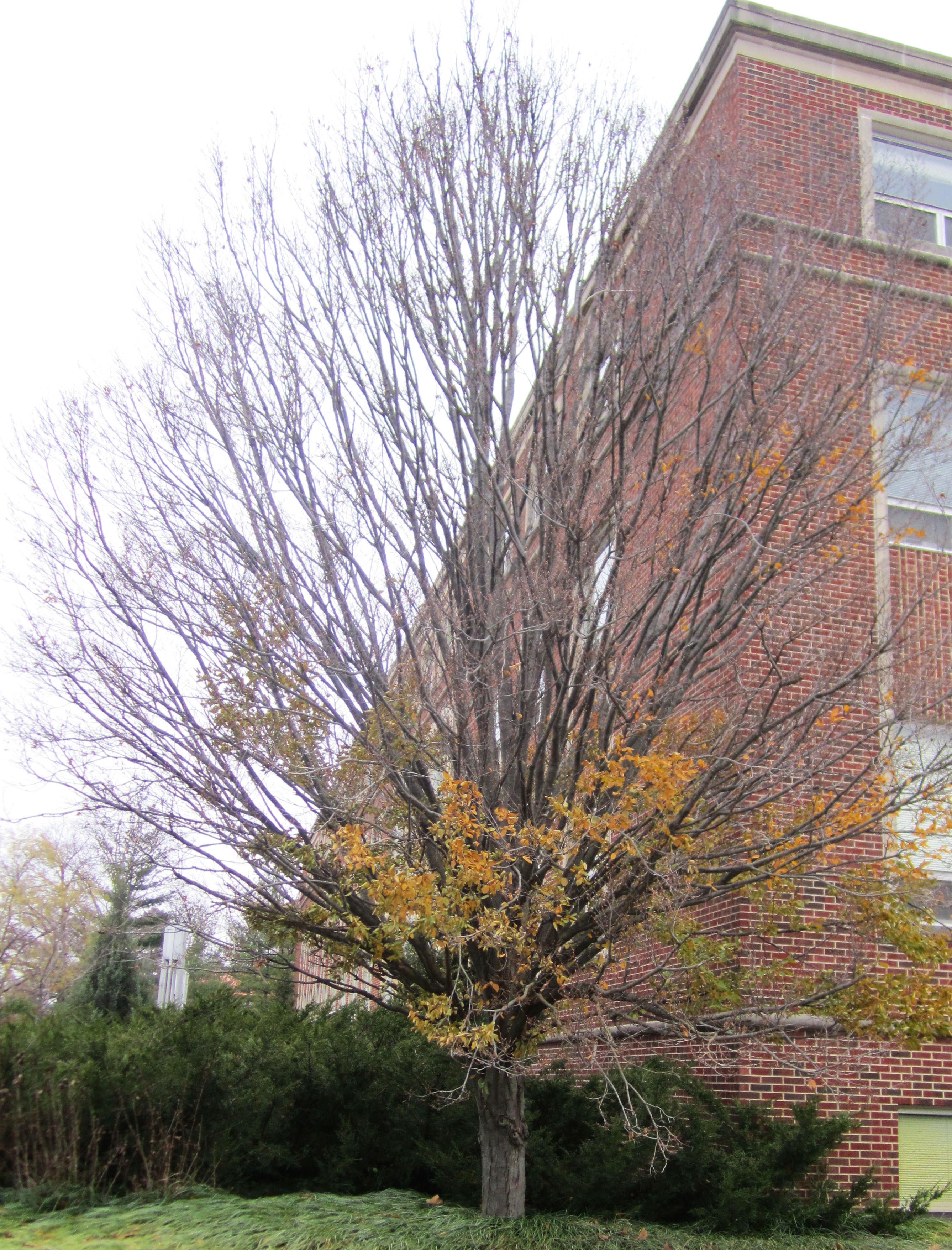 Carpinus betulus ‘Columnaris’ – Purdue Arboretum Explorer