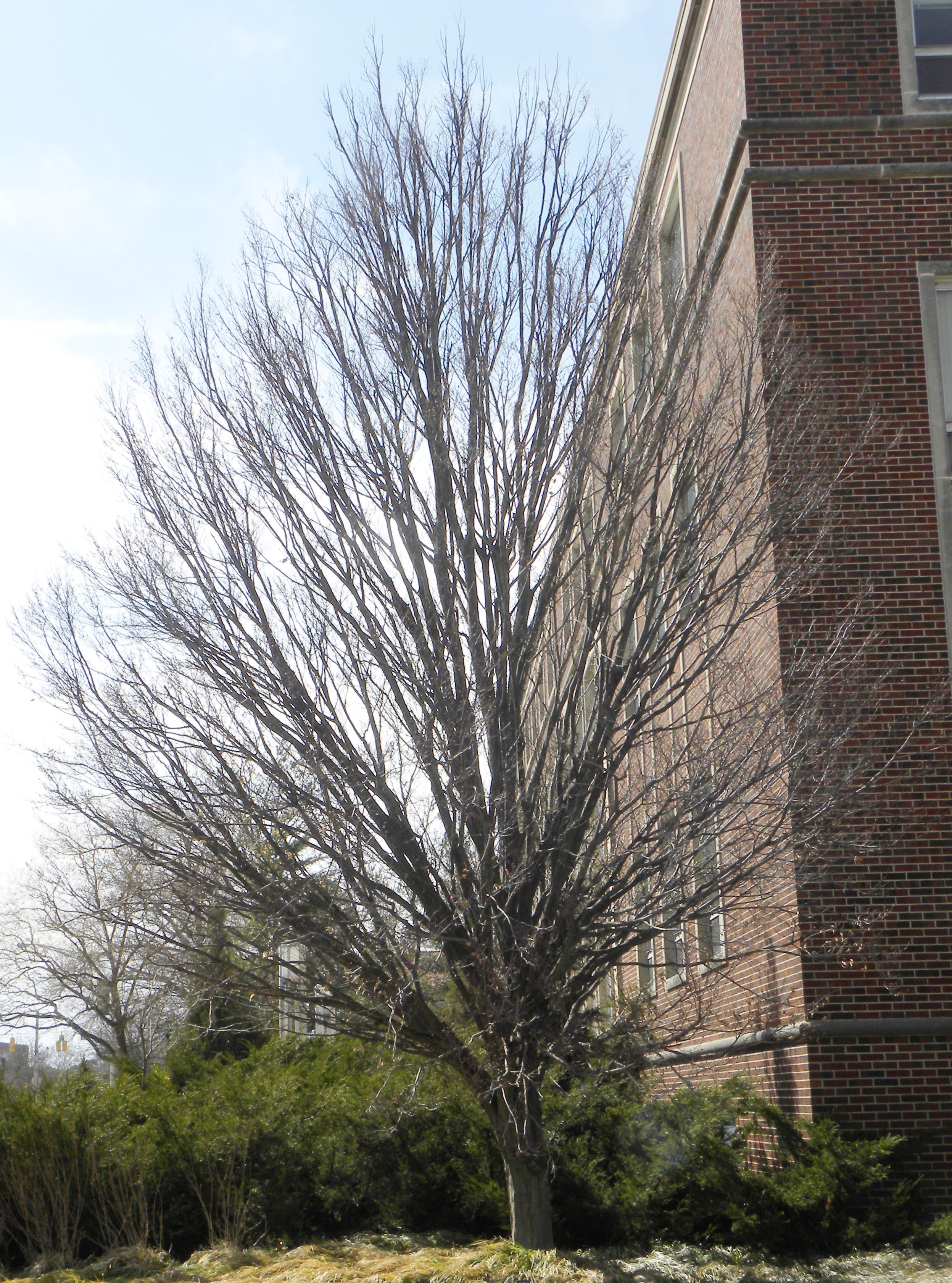 Carpinus betulus ‘Columnaris’ – Purdue Arboretum Explorer