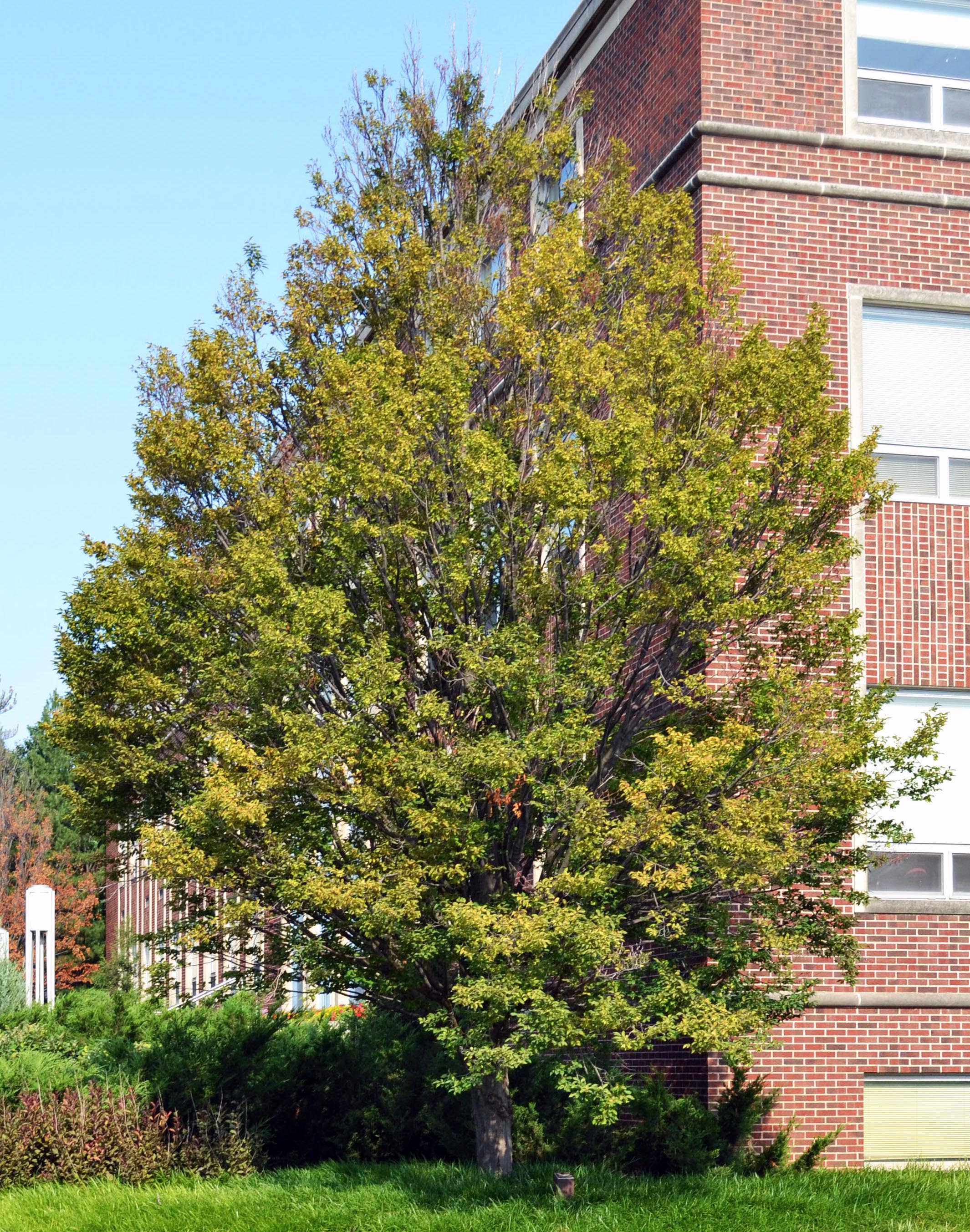 Carpinus betulus ‘Columnaris’ – Purdue Arboretum Explorer
